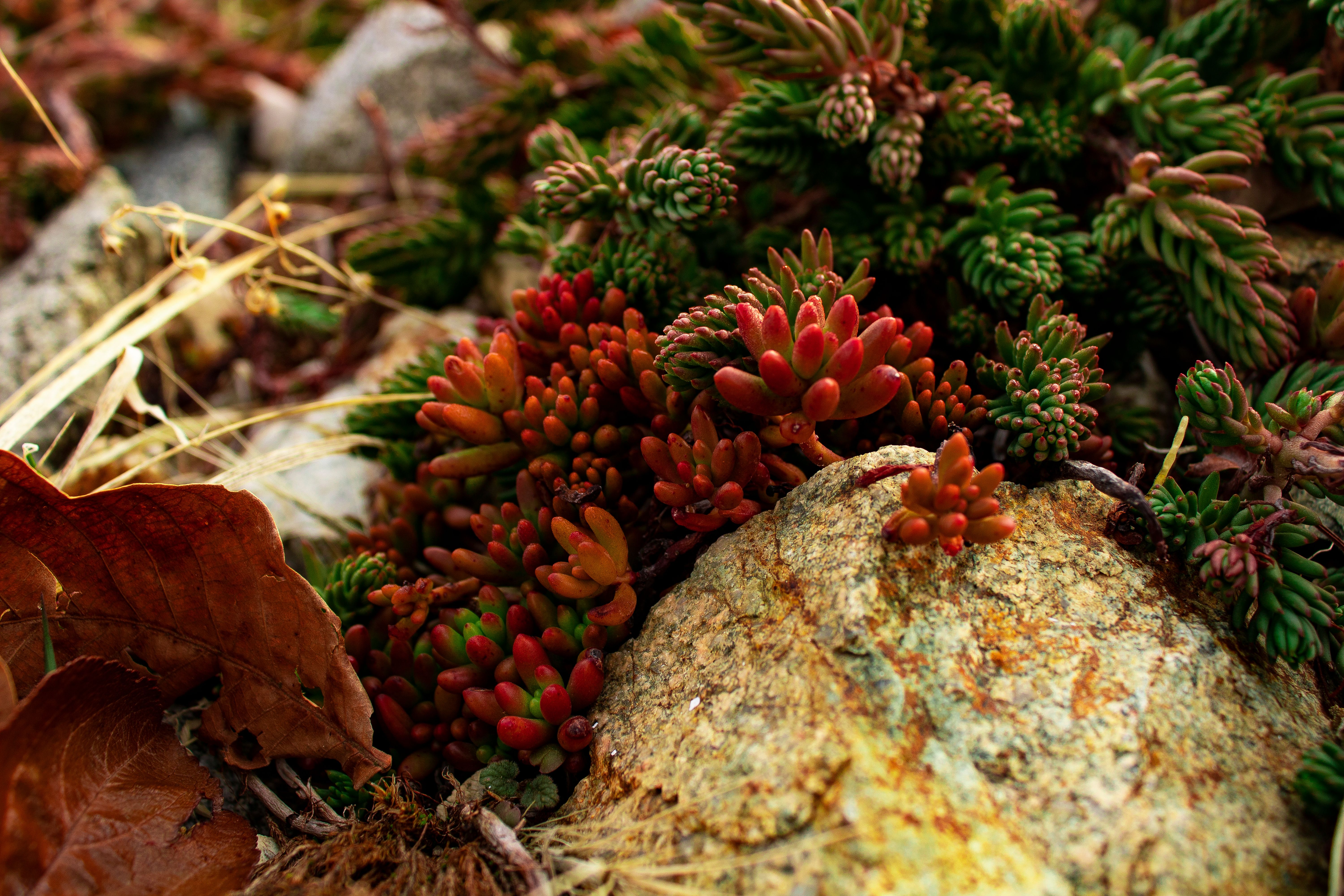 Green Lead Plant · Free Stock Photo