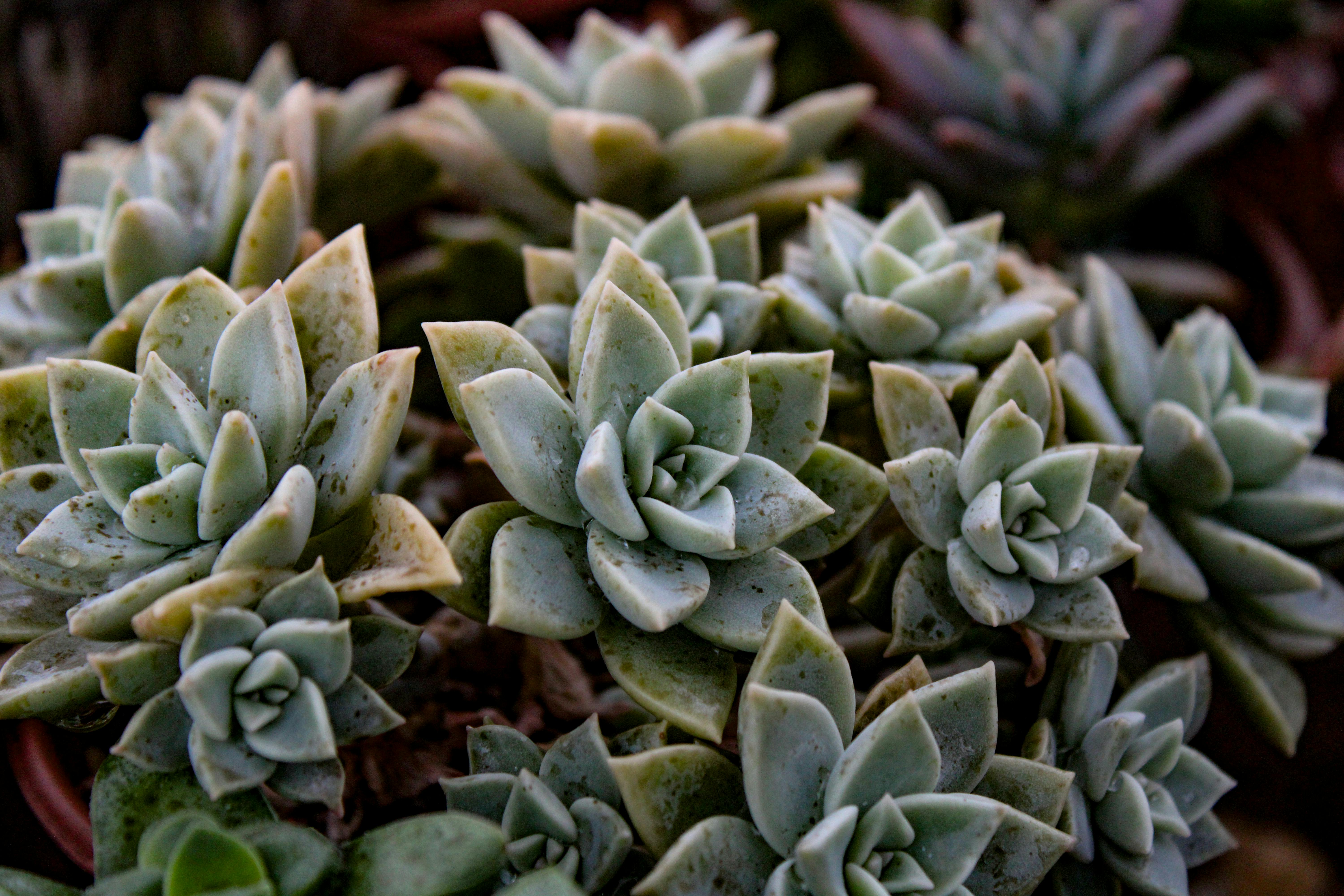 Clump of White Mexican Rose Succulents in a Flowerpot · Free Stock Photo