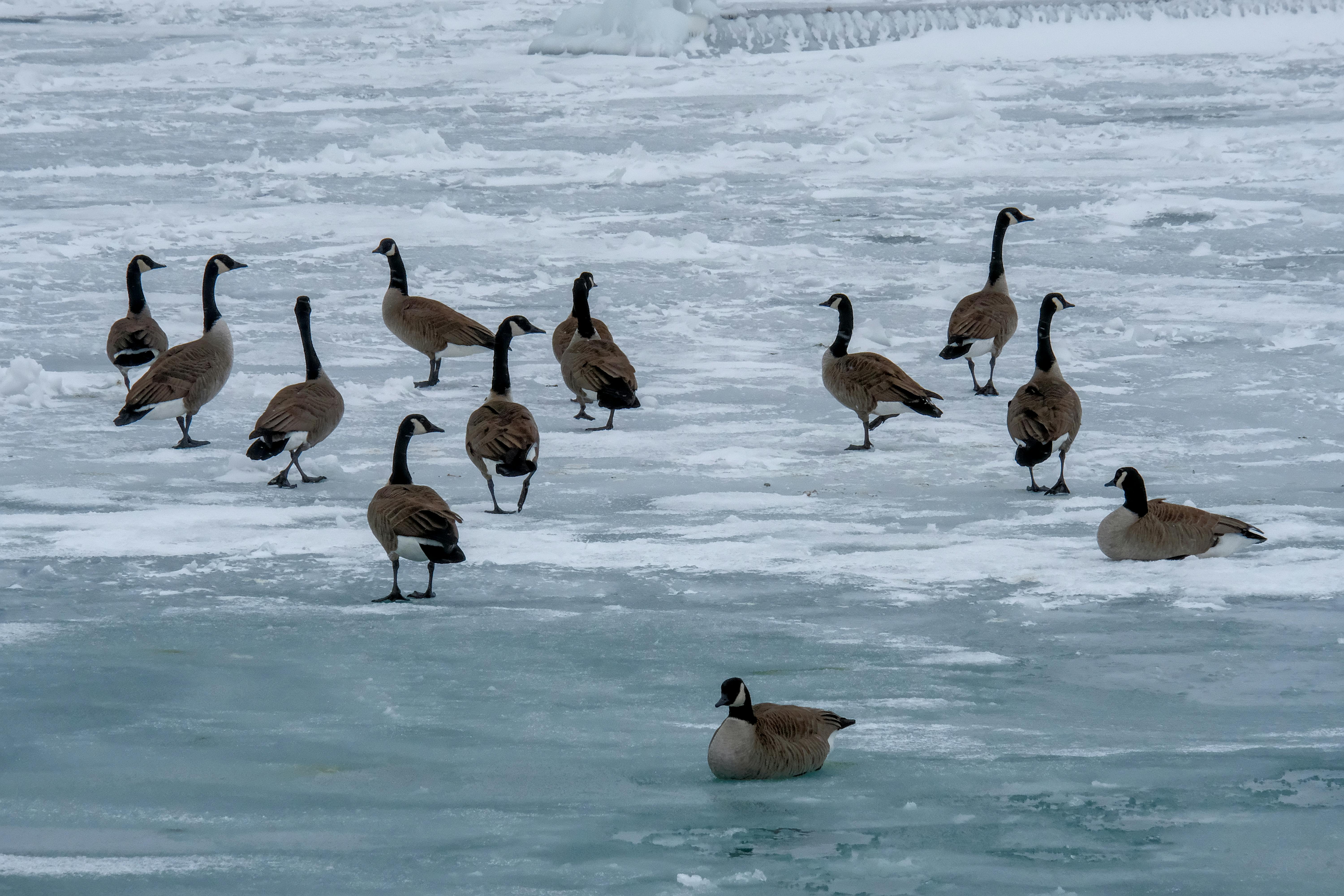 Canada Geese on Frozen Lake · Free Stock Photo