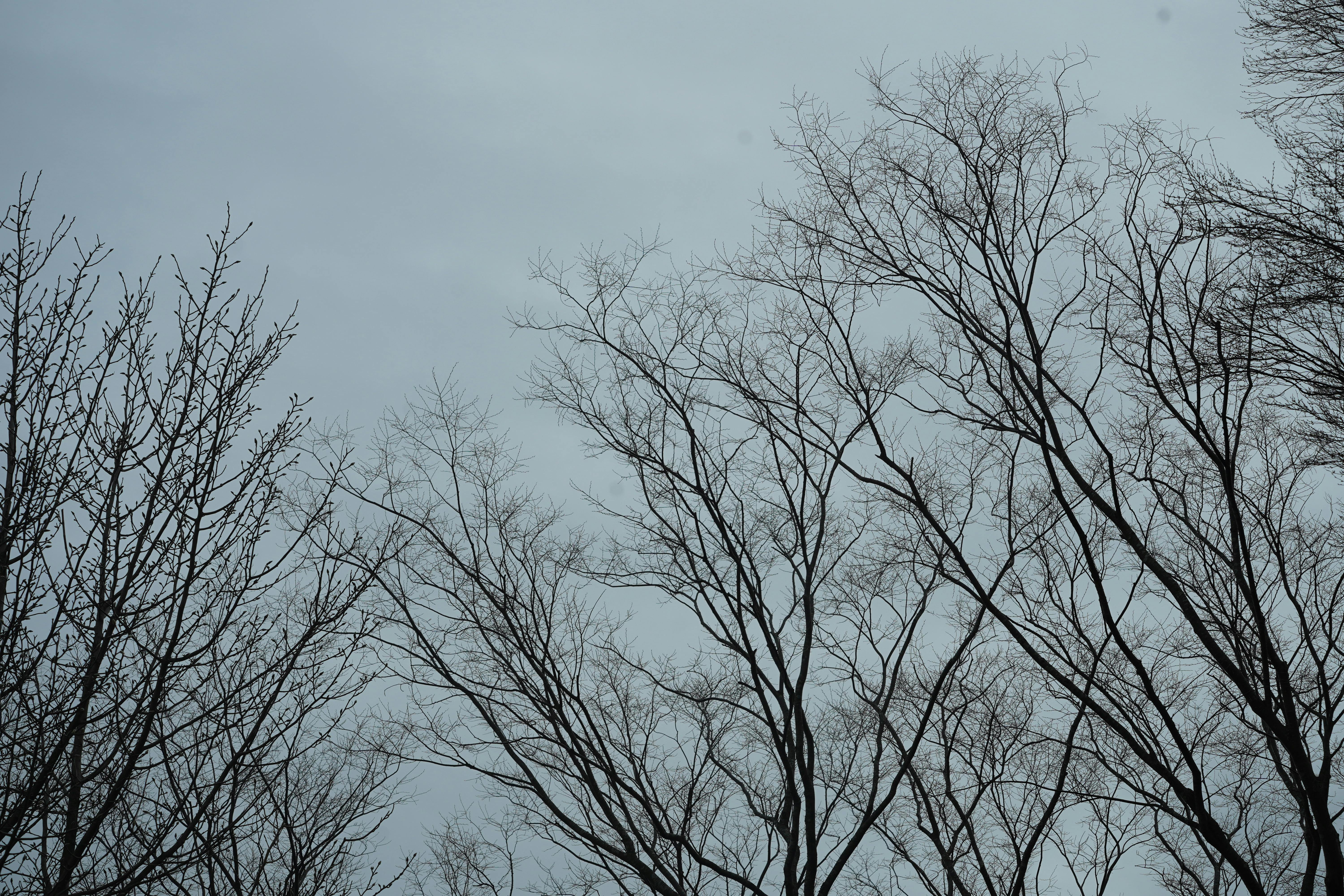 Barren Trees Branches · Free Stock Photo