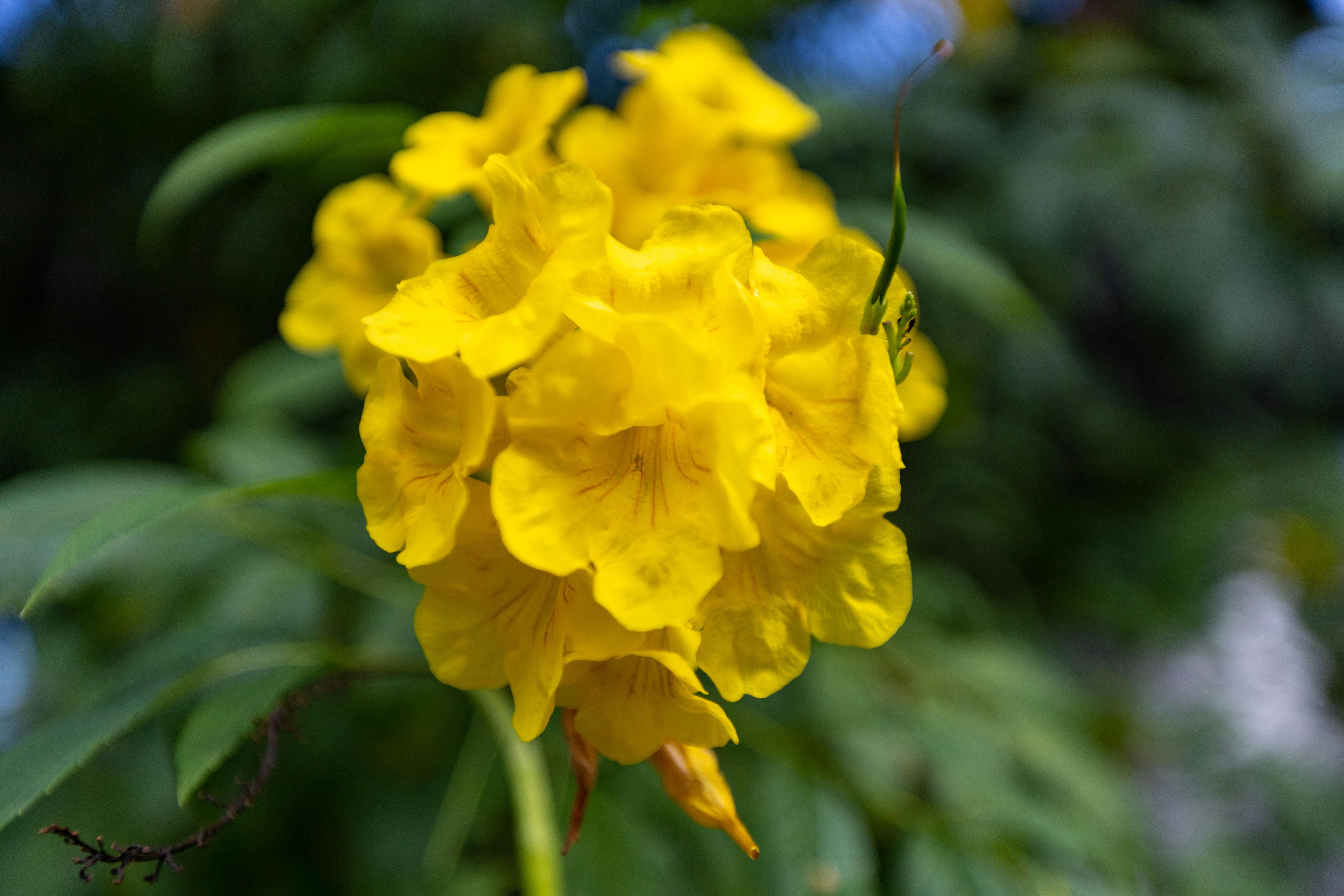 Yellow Flowering Tree · Free Stock Photo