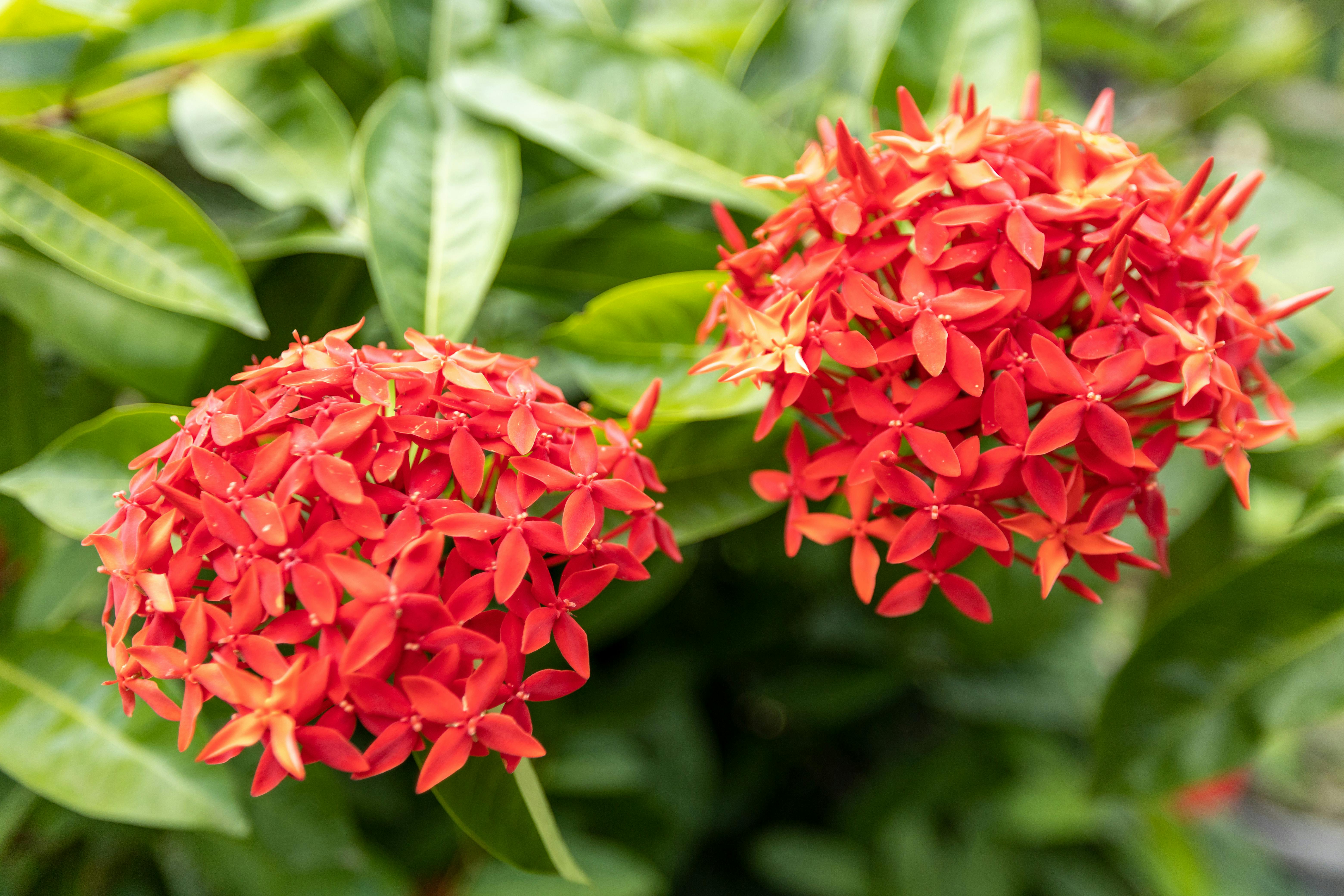 Chinese Ixora Plants in the Garden · Free Stock Photo
