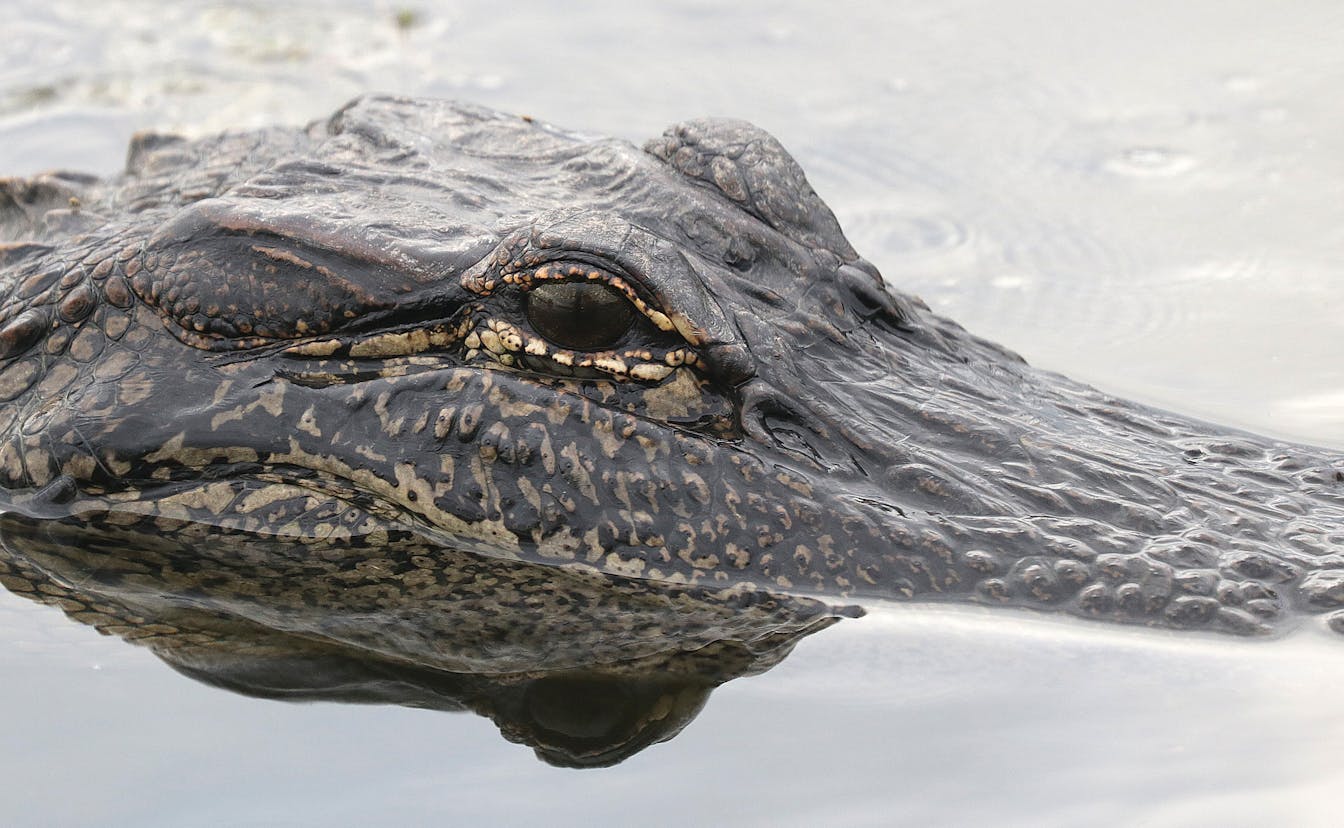 Do Alligators Eat Humans? Risks and Realities of Encounters