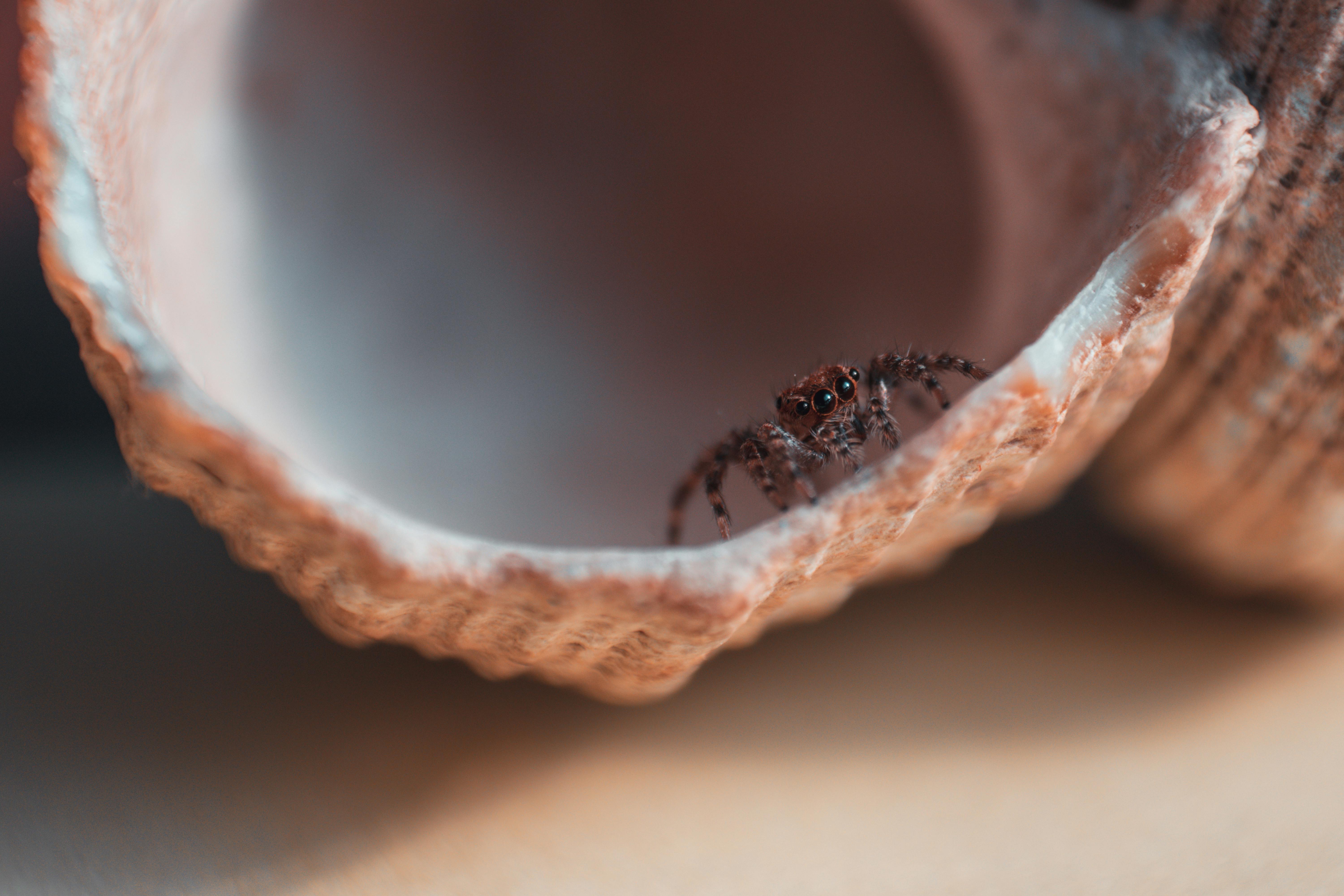 Jumping Spider in Shell · Free Stock Photo