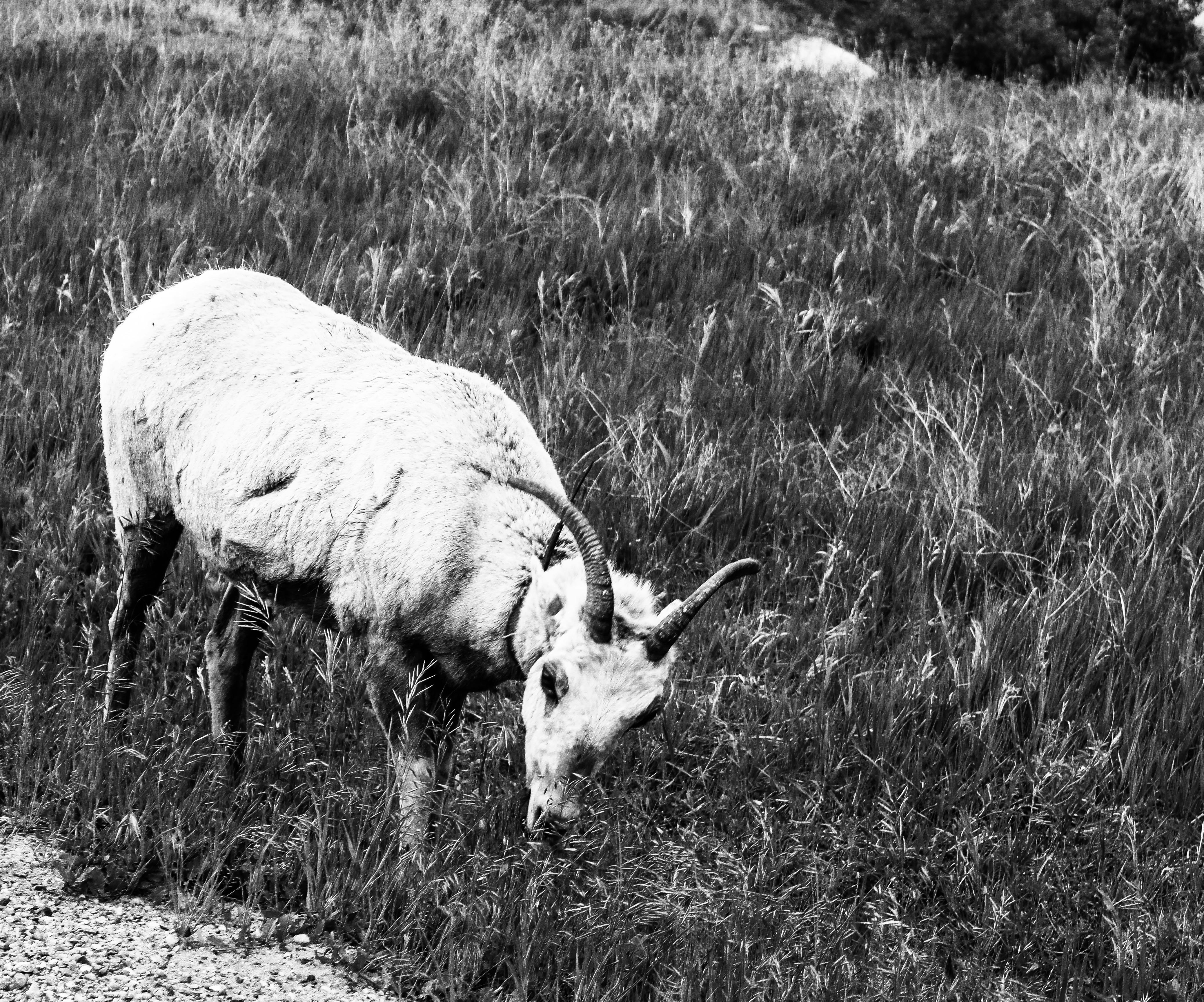 Goat in Pasture · Free Stock Photo