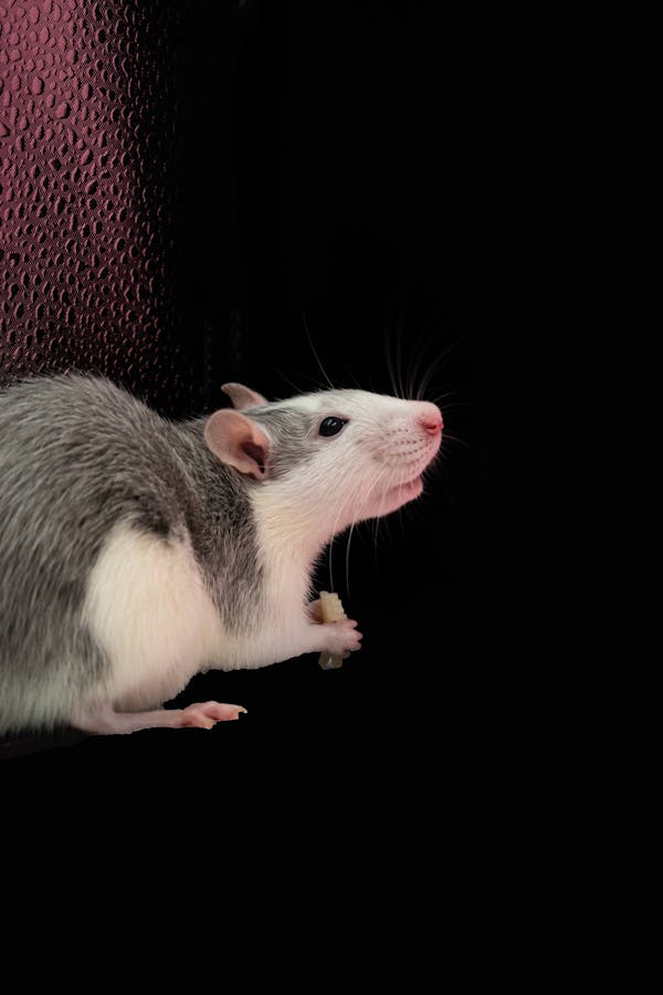 Rat Face Photos, Download The BEST Free Rat Face Stock Photos & HD Images