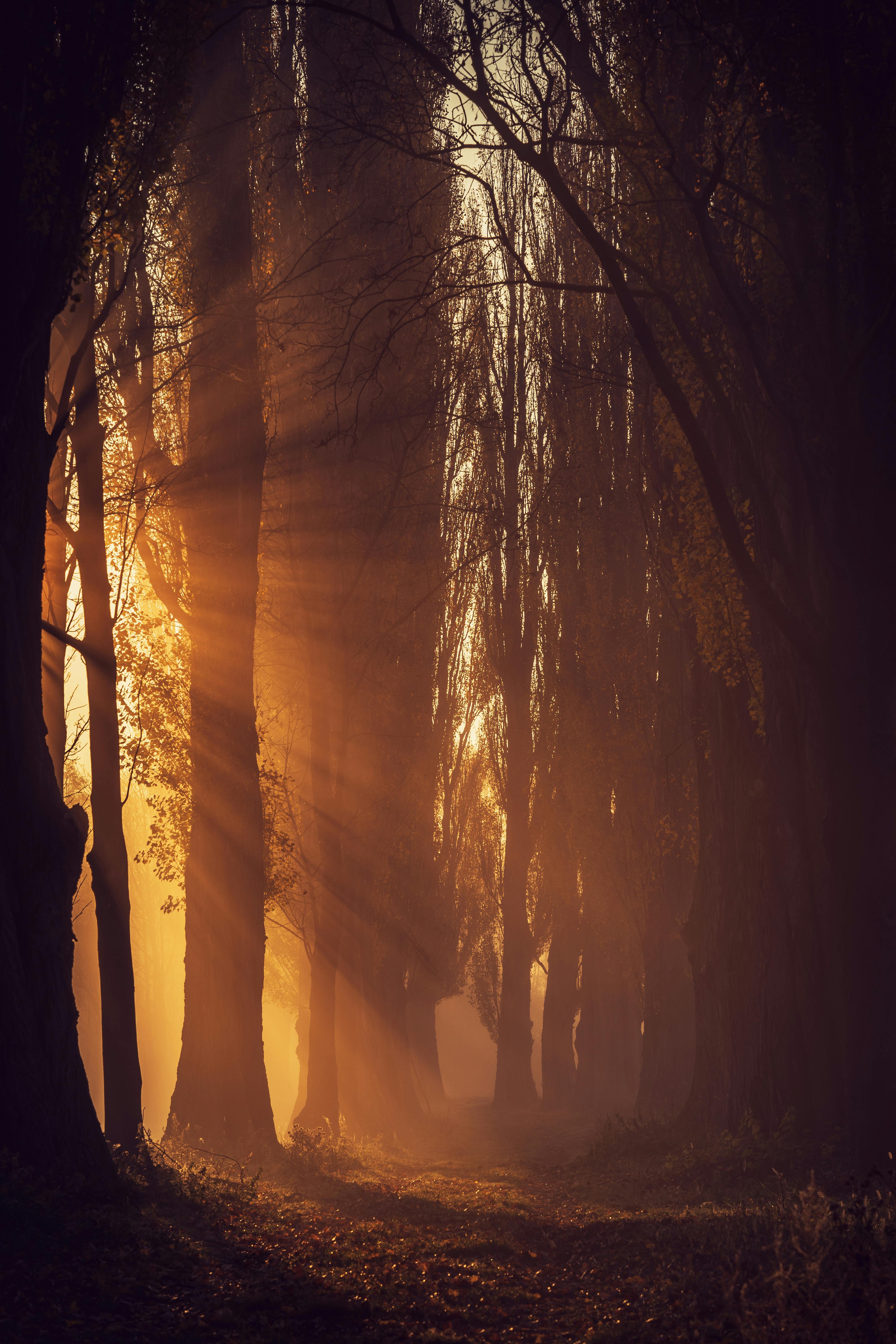 A Forest during the Golden Hour · Free Stock Photo