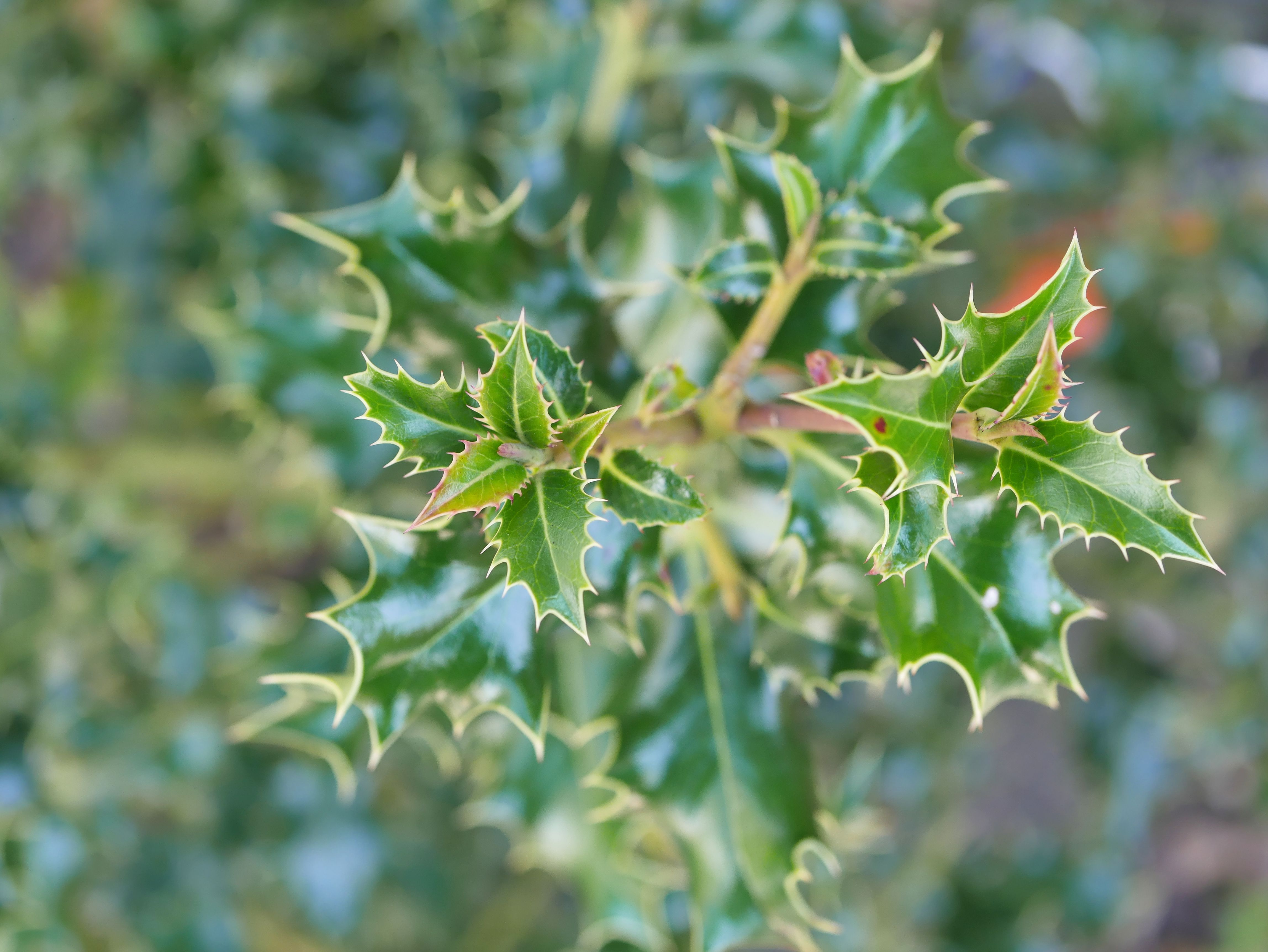 Leaves of Holly · Free Stock Photo