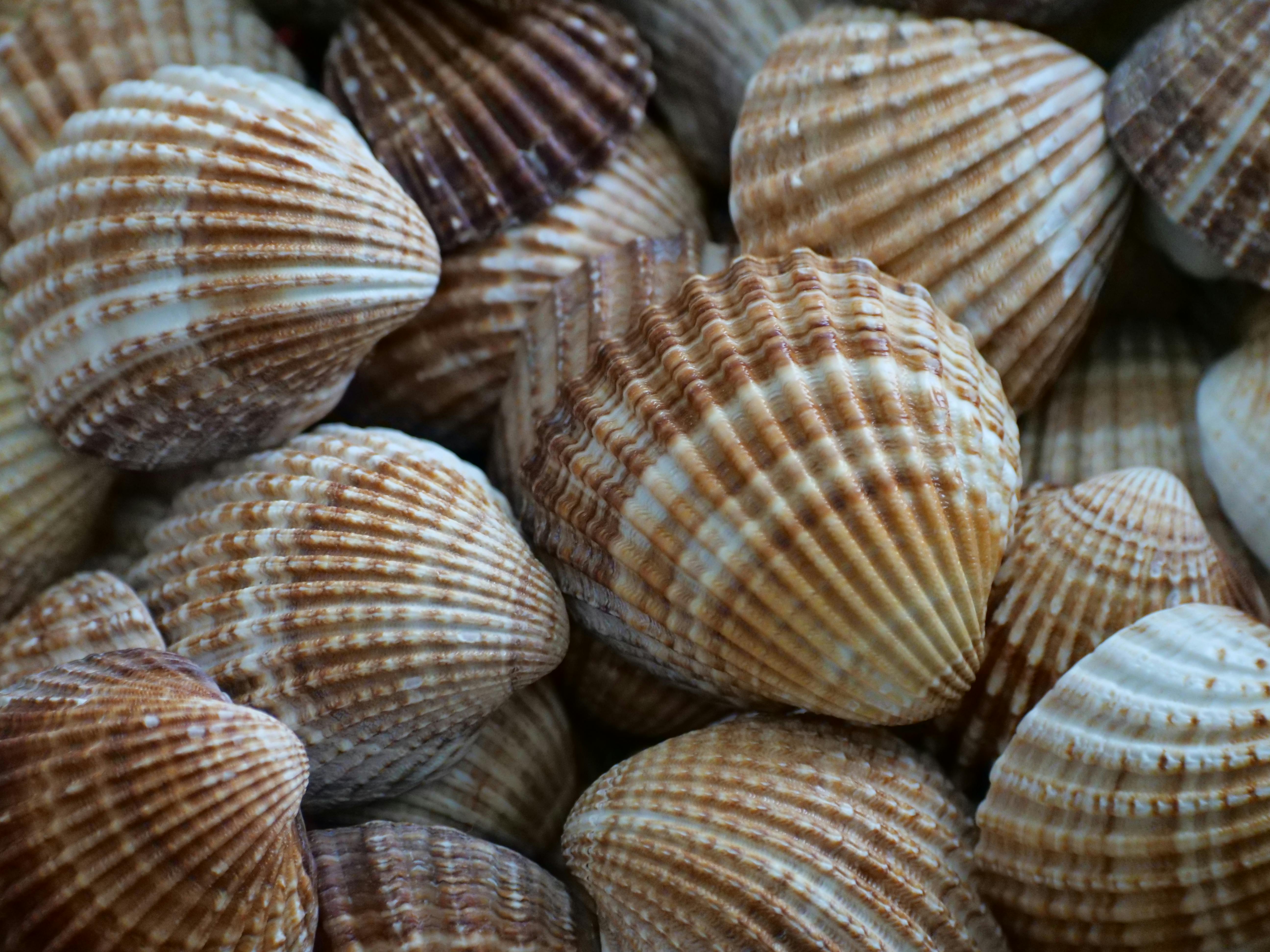 Pile of Seashells · Free Stock Photo