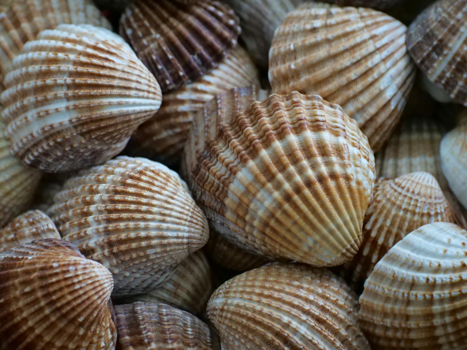 Seashells Desktop Wallpaper Photos, Download The BEST Free Seashells ...
