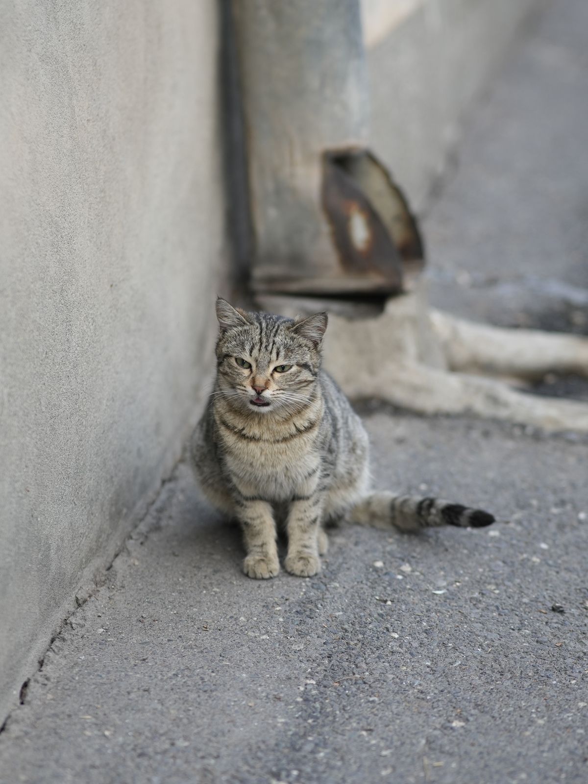 40.000+ Foto Kucing 4k Terbaik · Unduh Gratis 100% · Foto Stok Pexels