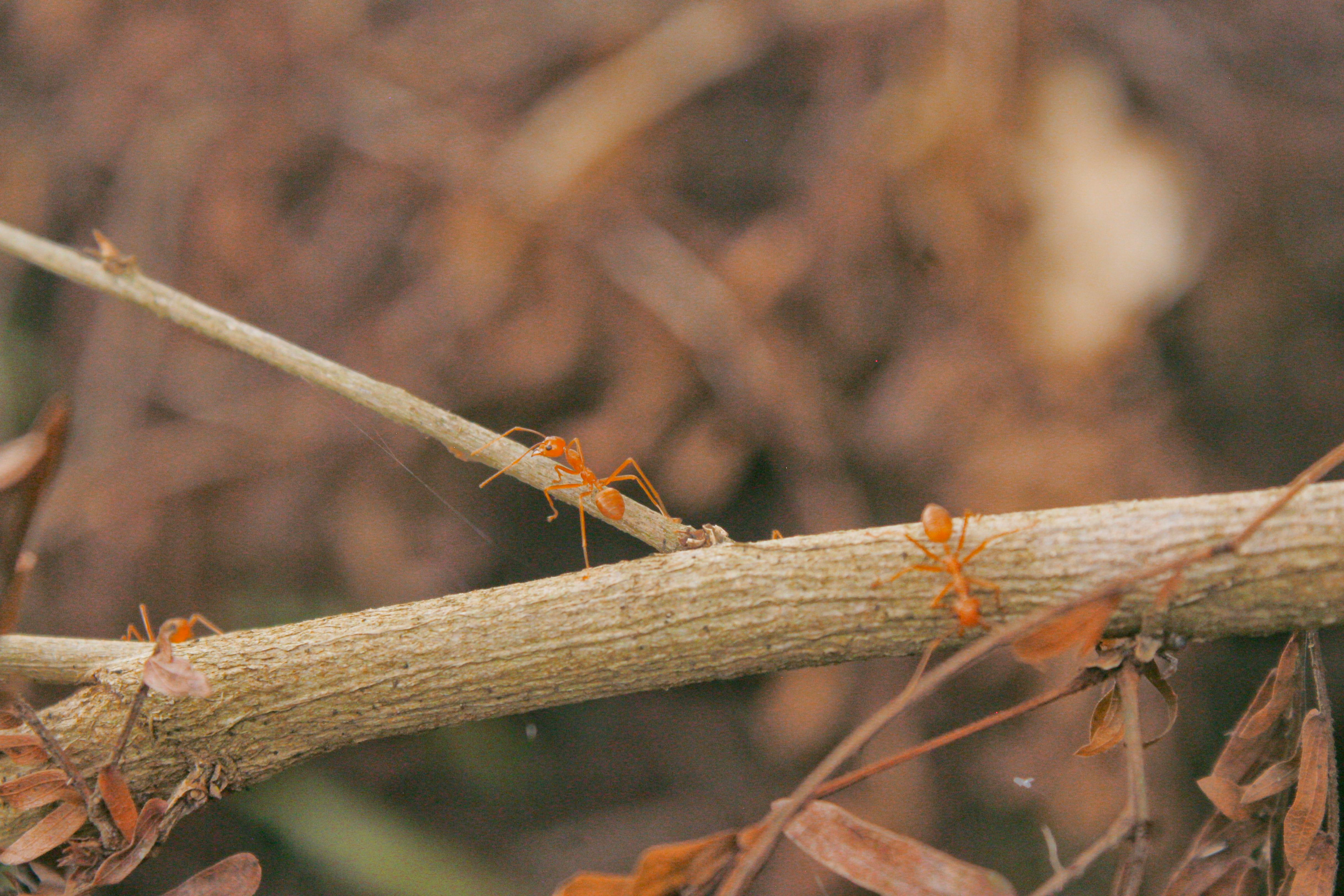 Ants on Tree Branches · Free Stock Photo