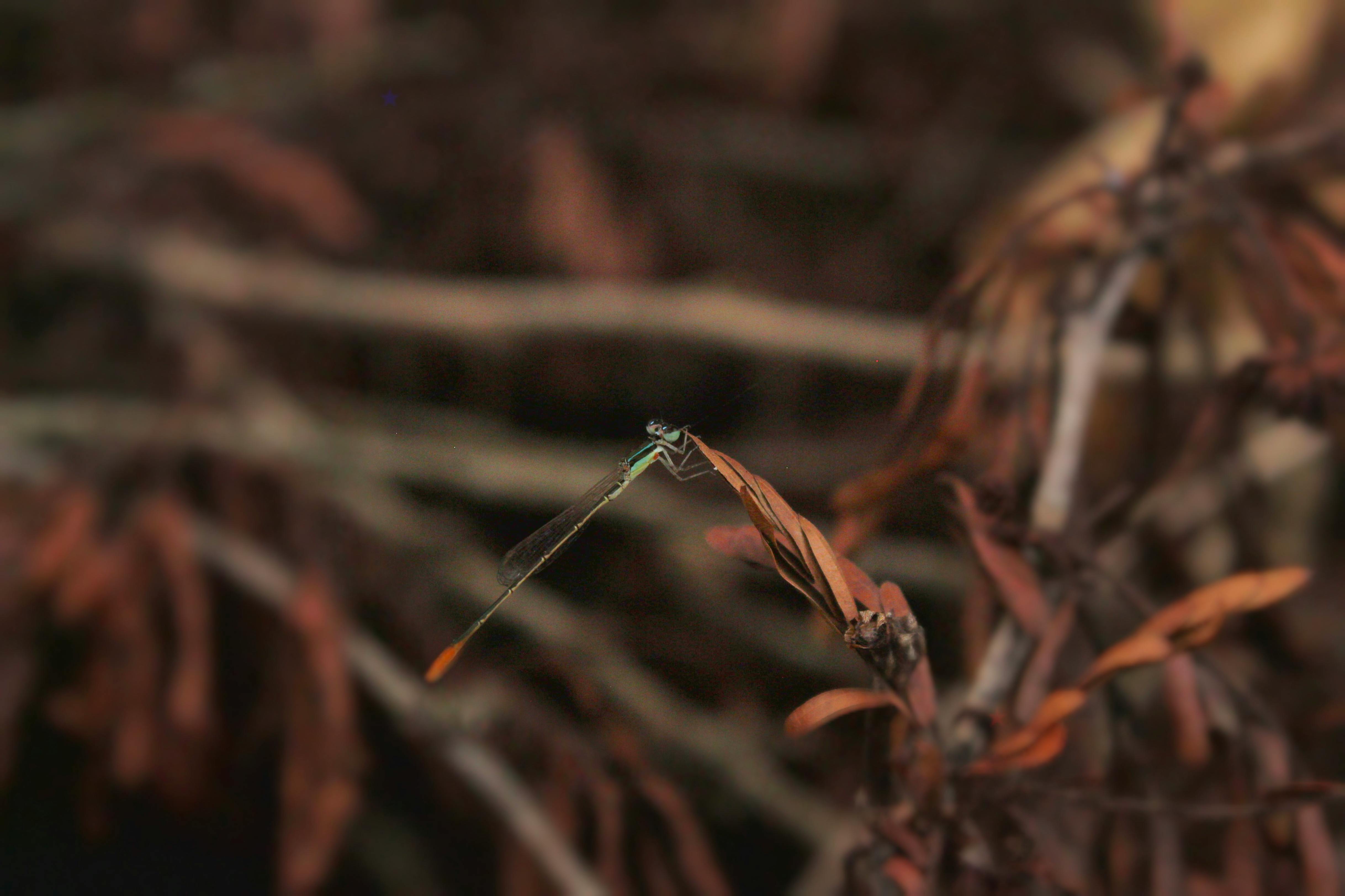 Dragonfly Perched on Human Finger in Closeup Photography · Free Stock Photo