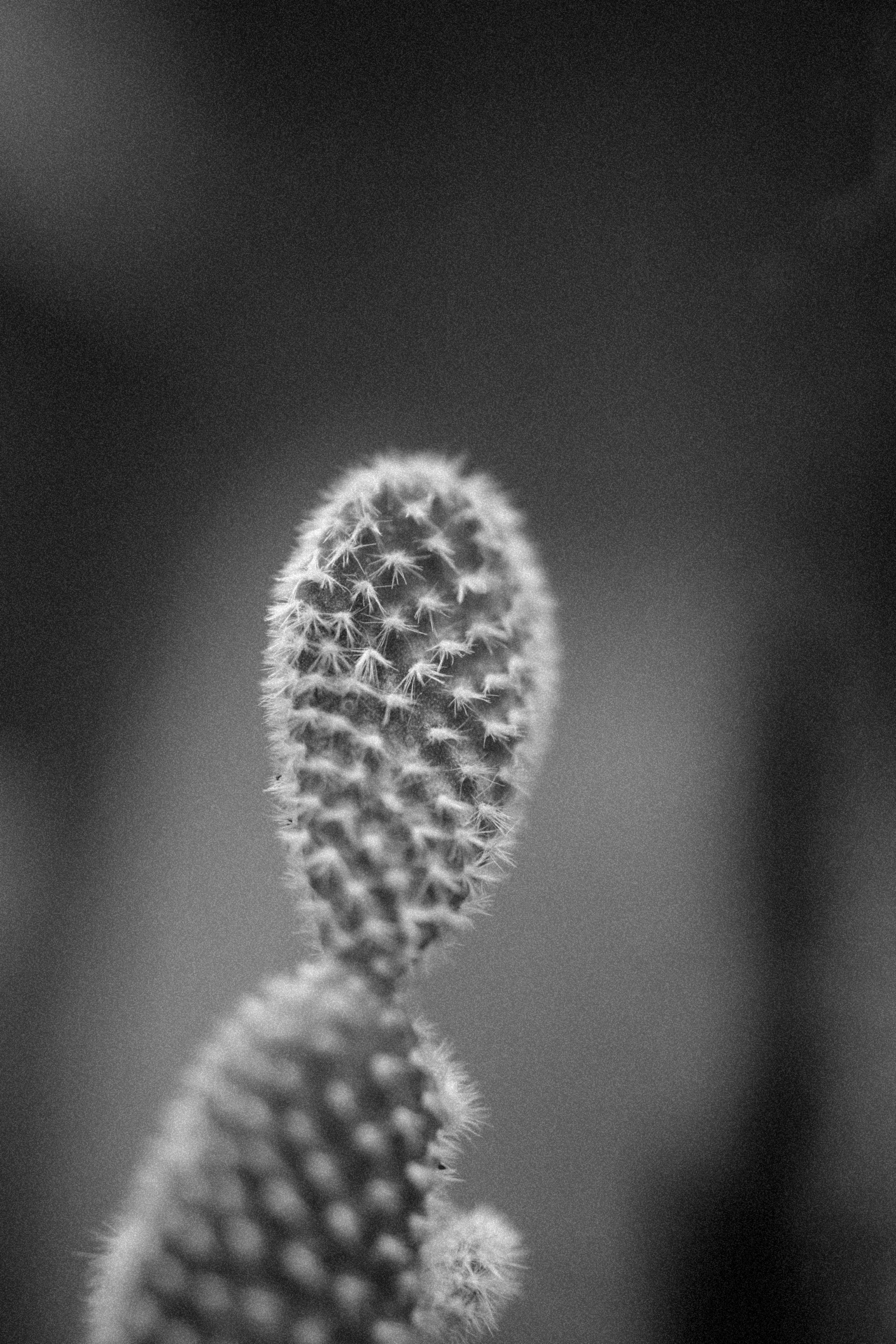 Oval Cactus Branch · Free Stock Photo