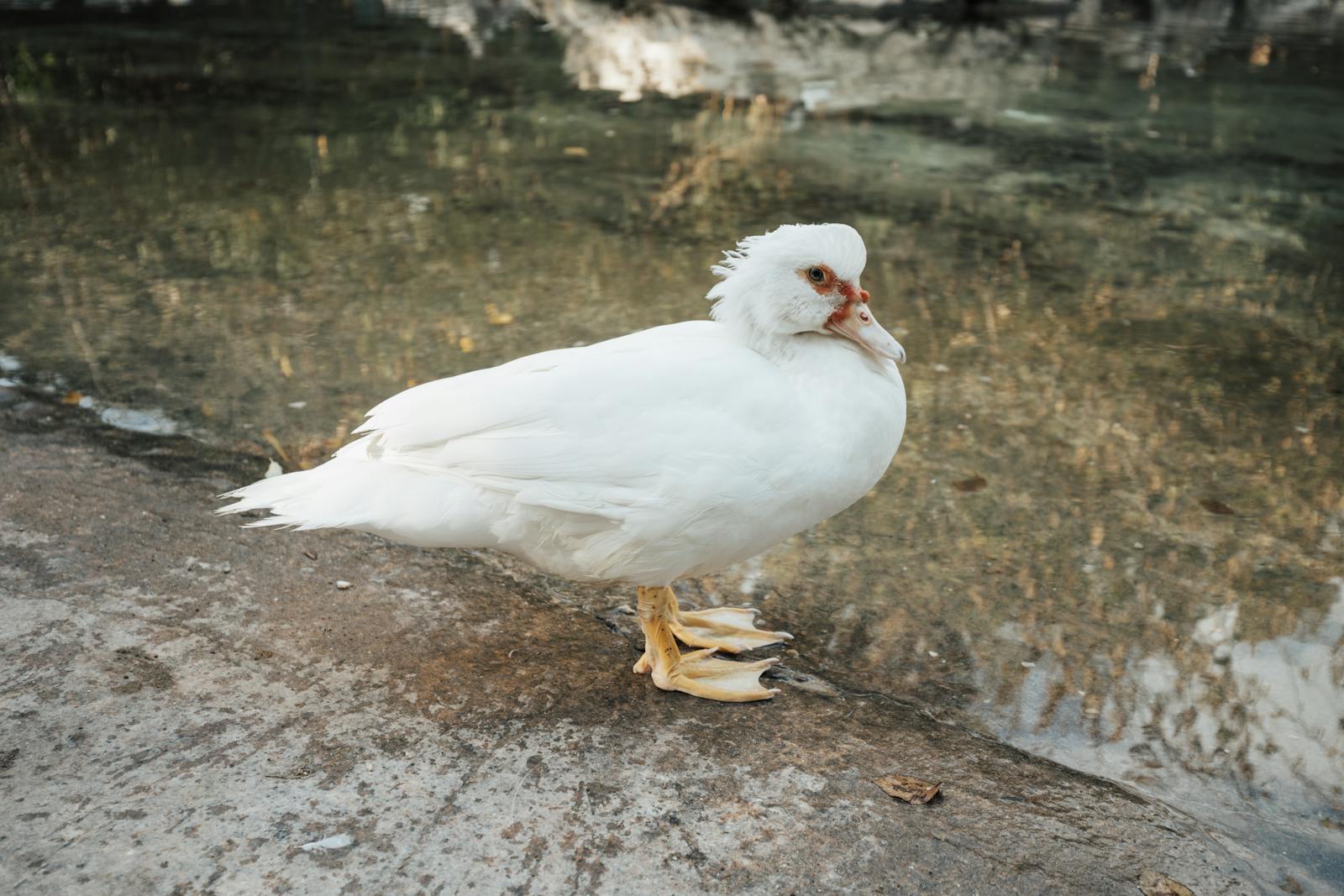 Duck Hunting Photos, Download The BEST Free Duck Hunting Stock Photos ...