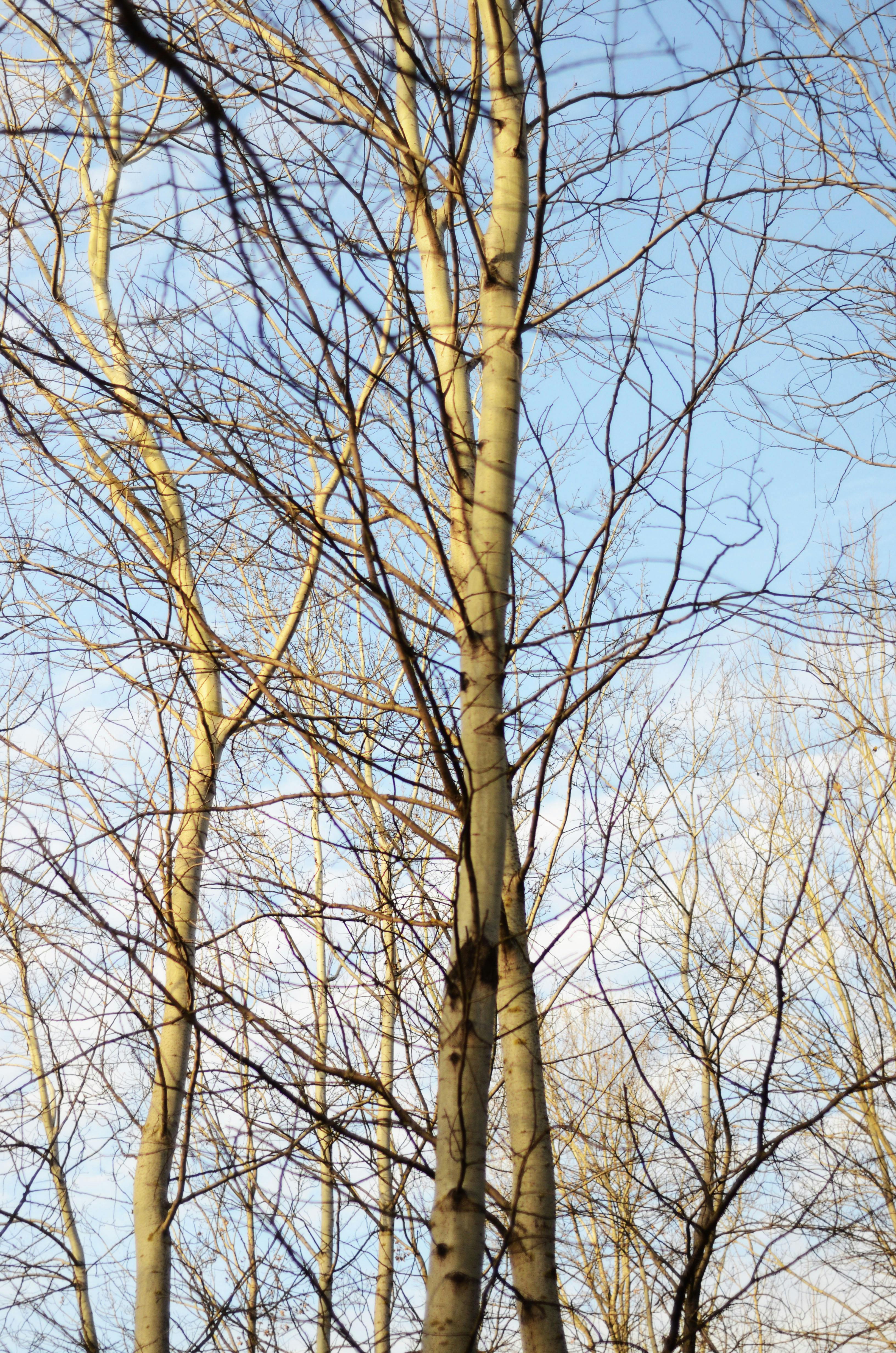Photo of Bare Trees · Free Stock Photo