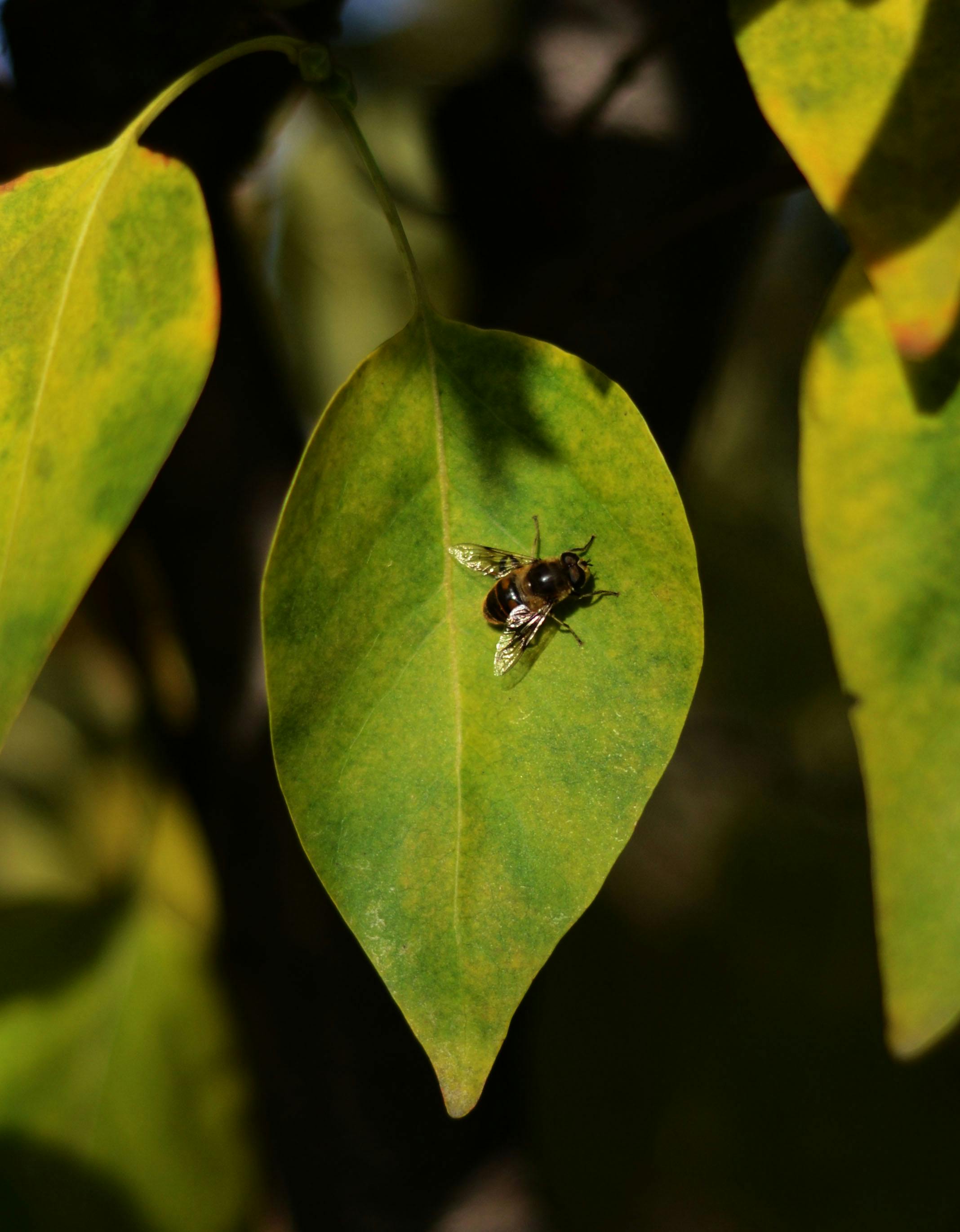 Fly on Leaf · Free Stock Photo