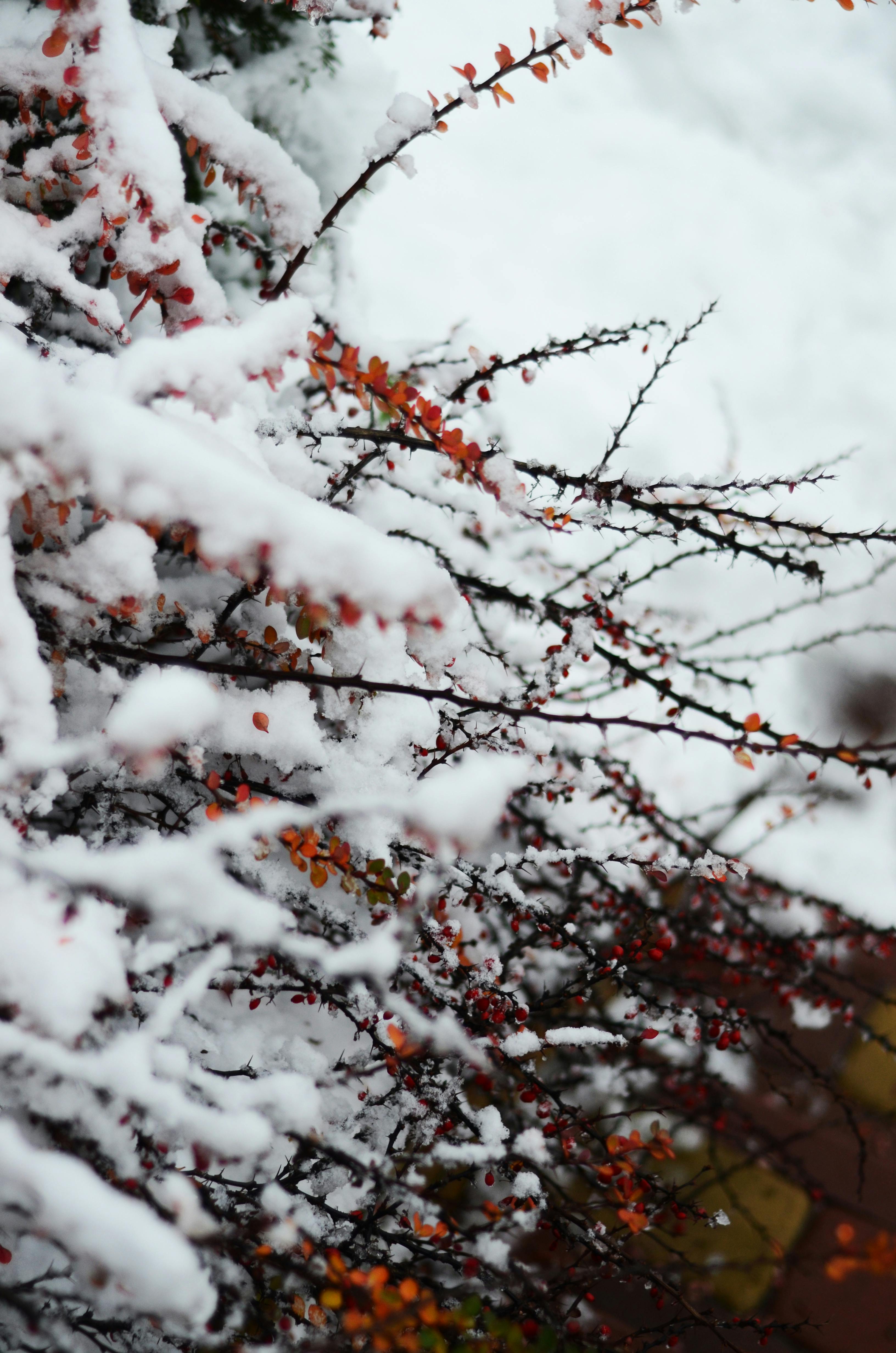 Snow on Tree · Free Stock Photo