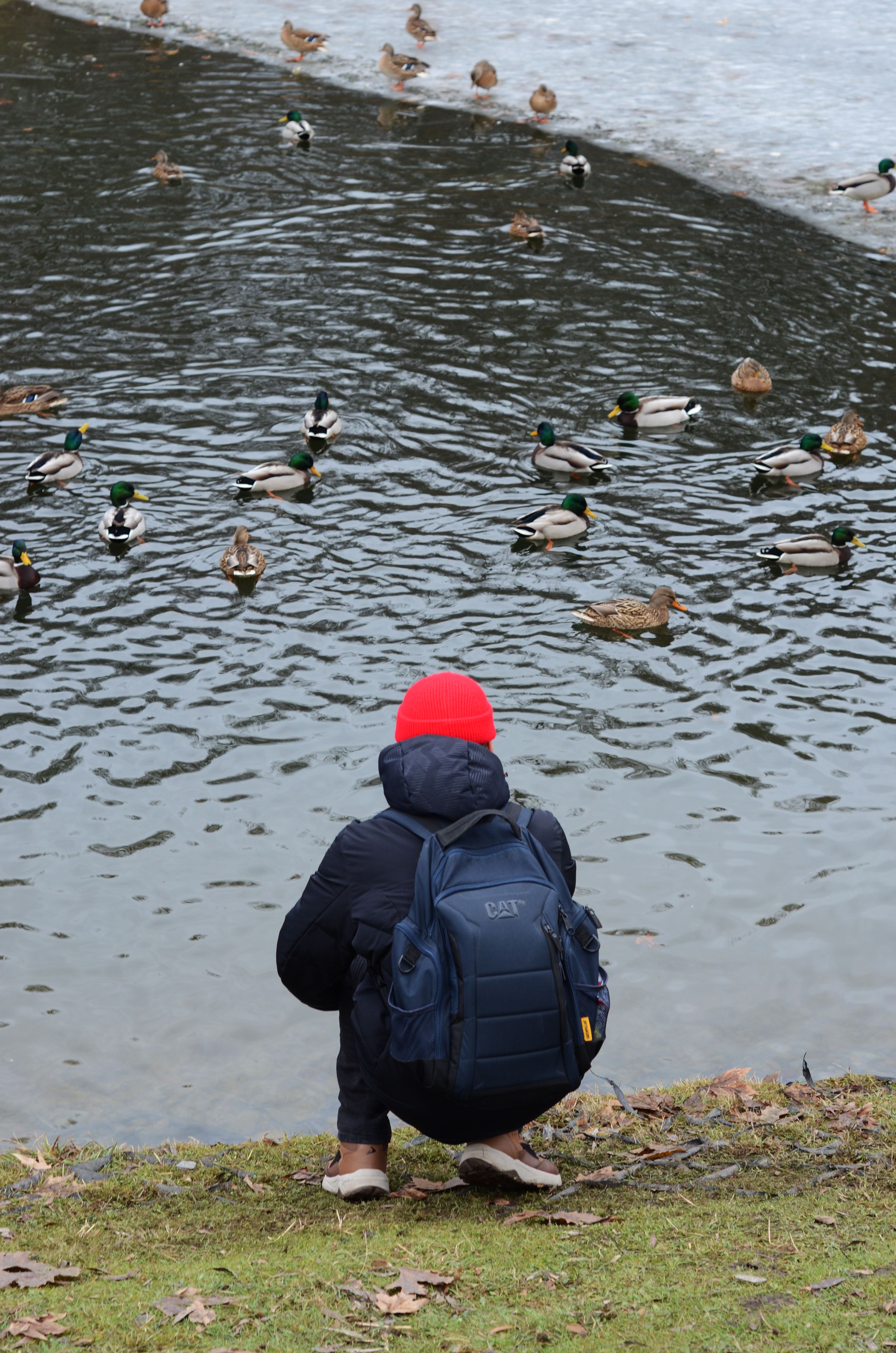 Man Kneeling at Pond · Free Stock Photo