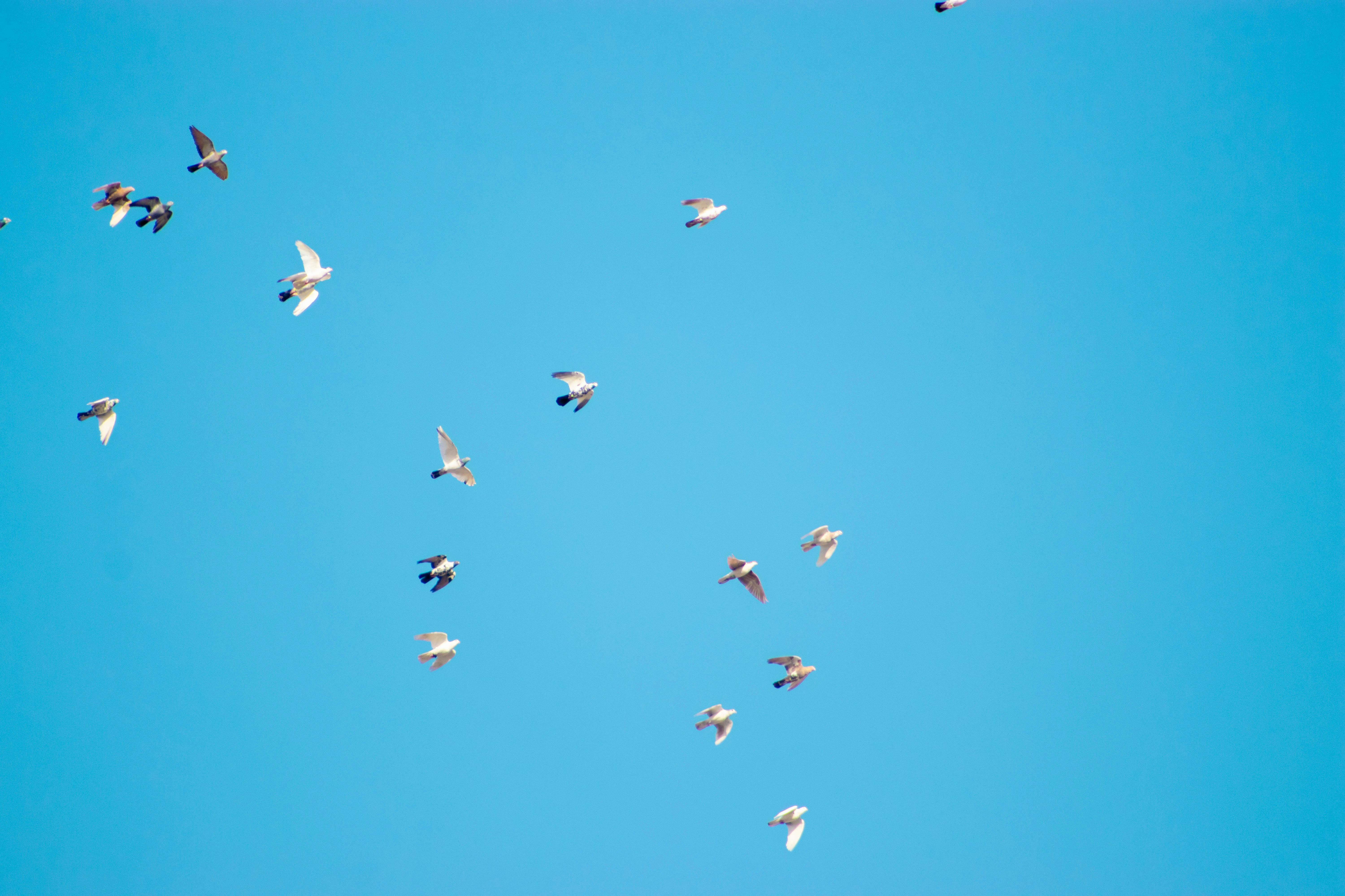 Flying Eurasian Spoonbill · Free Stock Photo