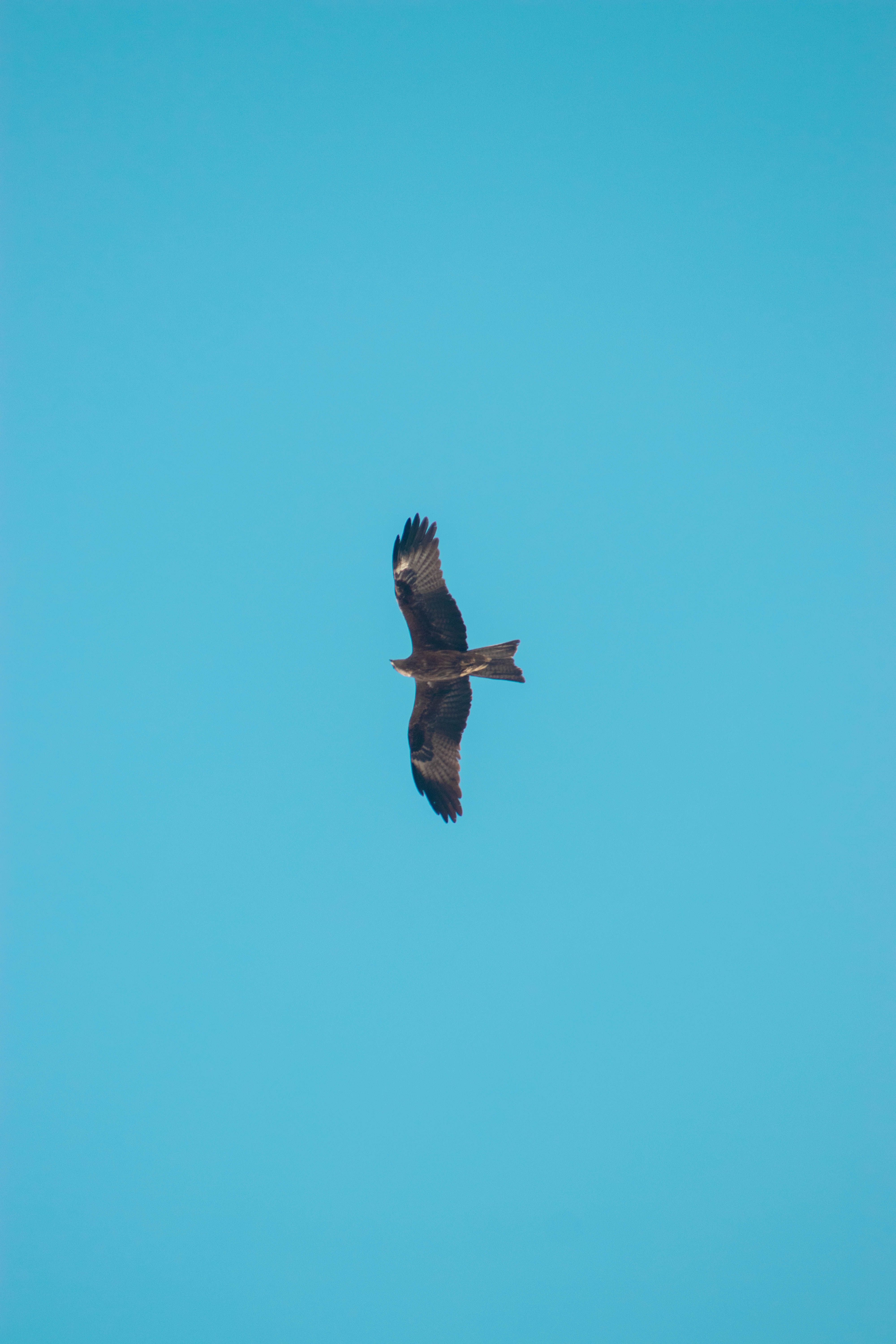 Brown Hawk Flying Freely · Free Stock Photo