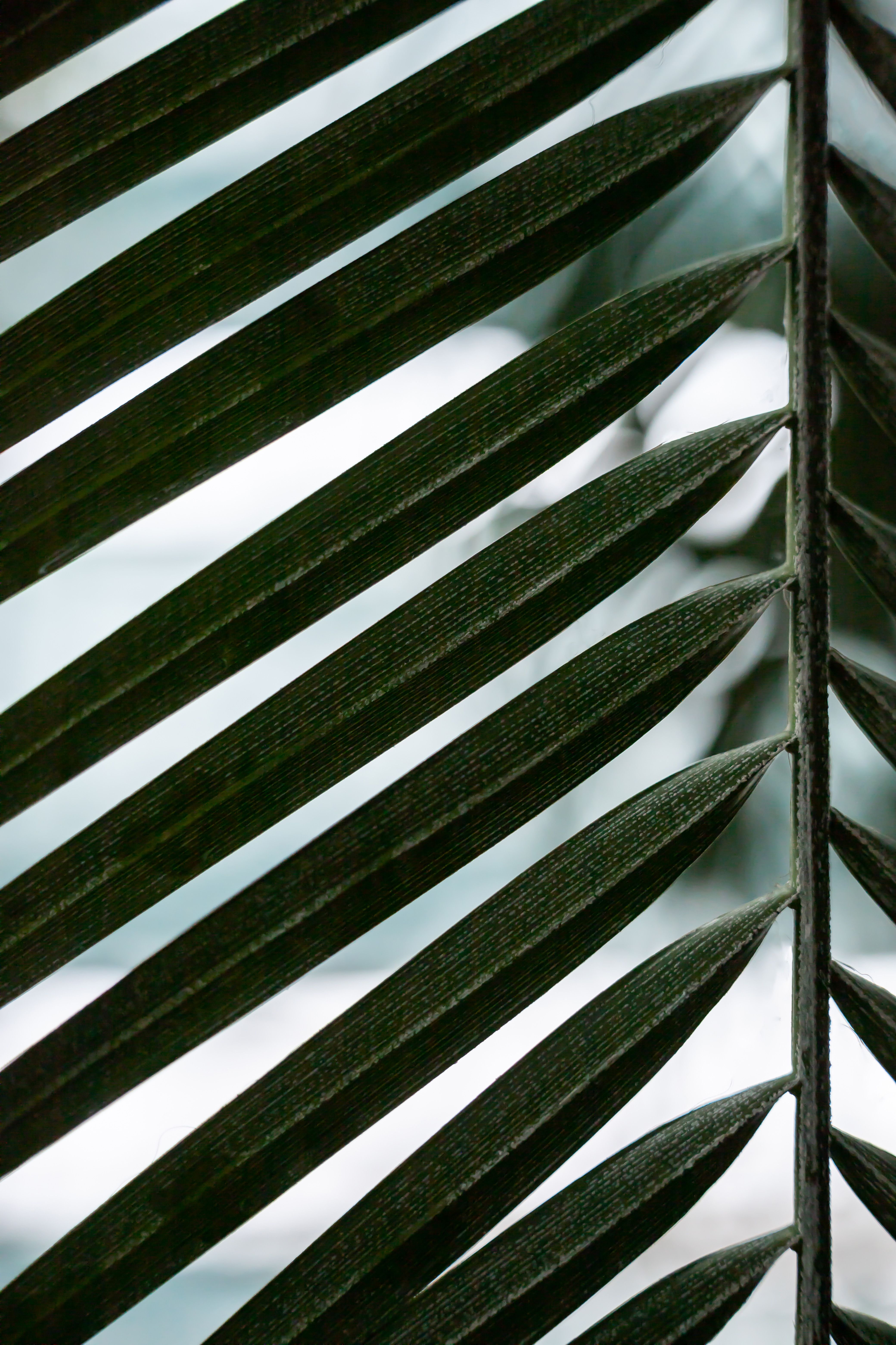 Slim Leaves of Palm Tree · Free Stock Photo