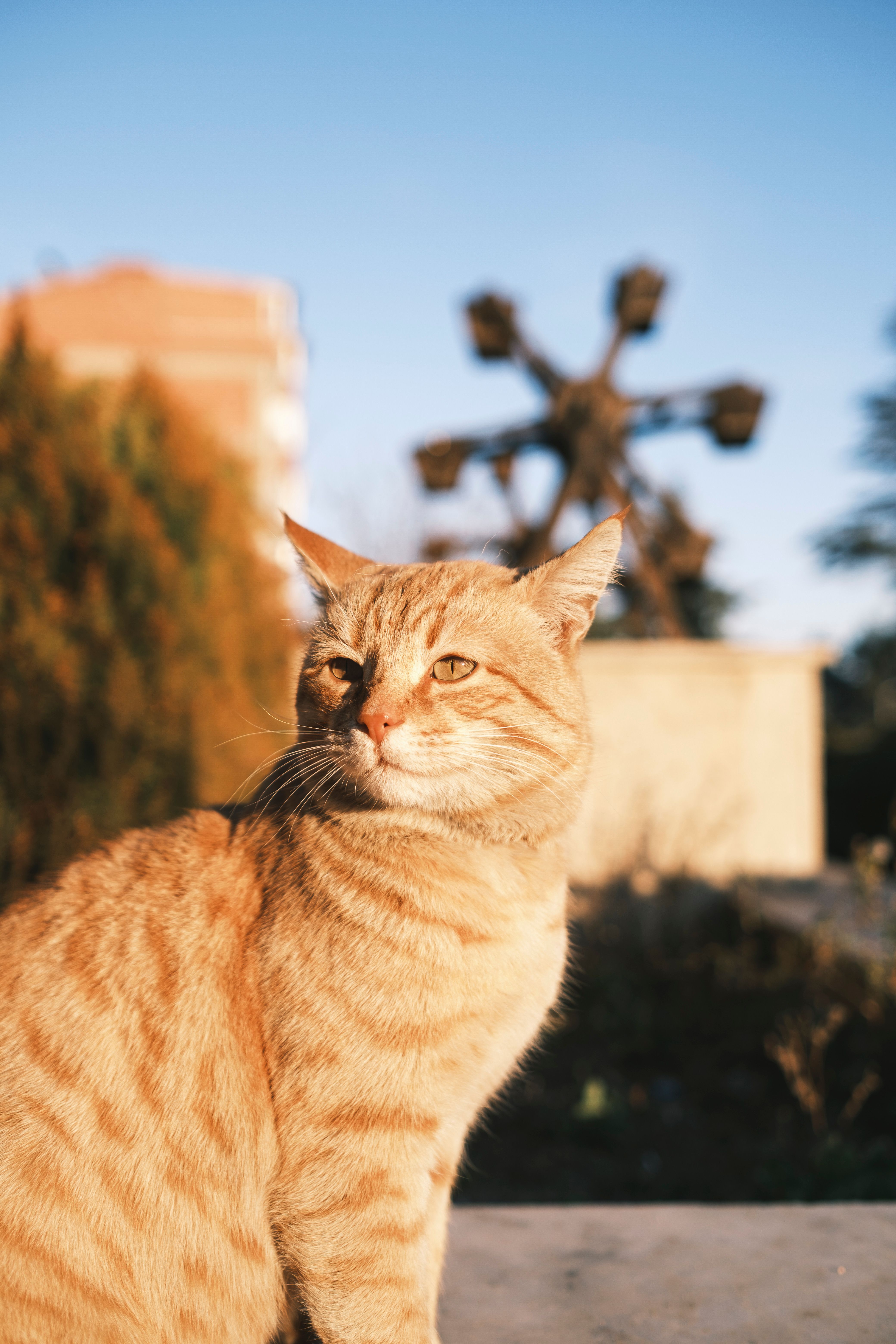 A Cat Sitting Outdoors · Free Stock Photo