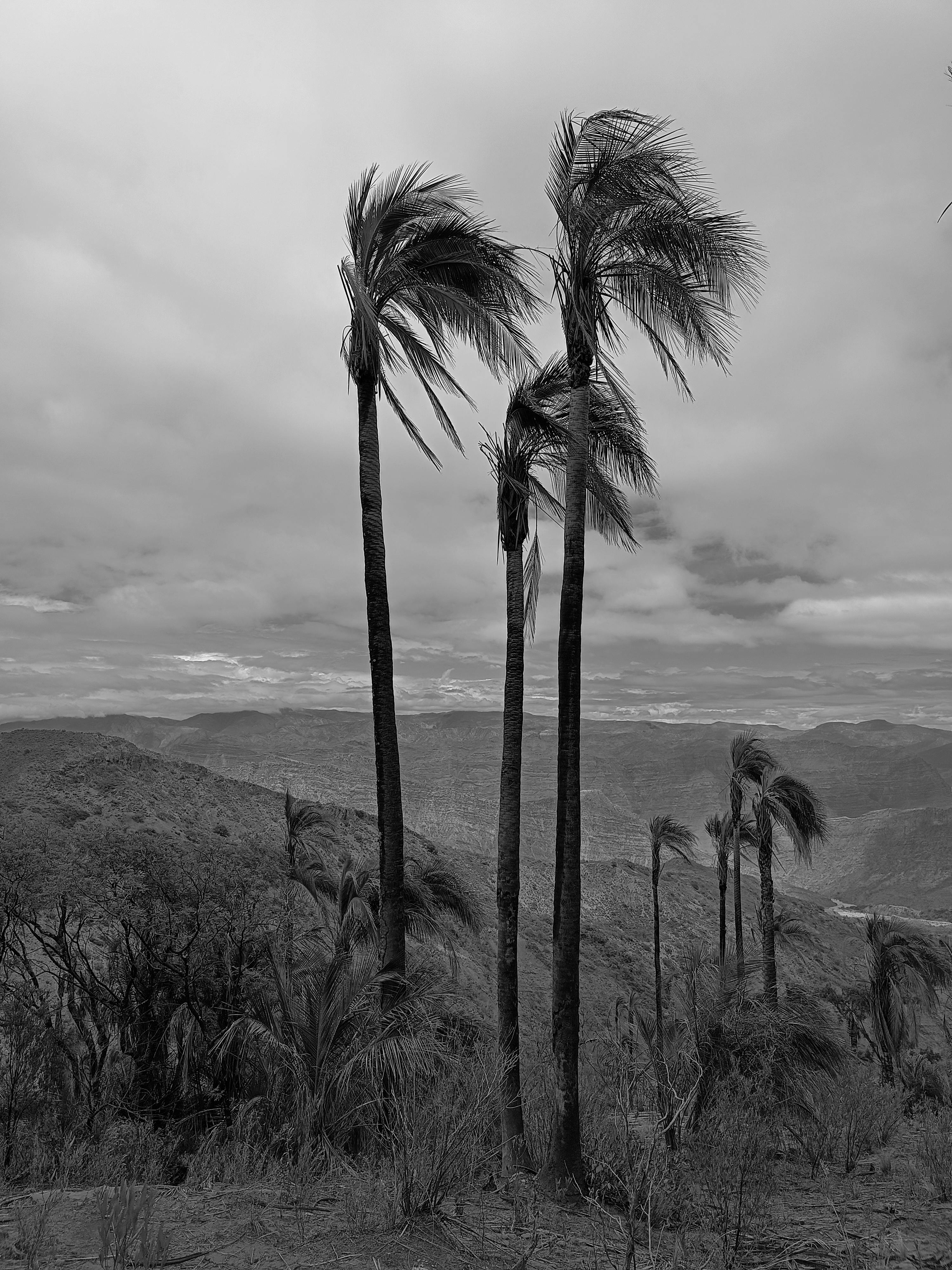 Graysclae of Tree Near Grass · Free Stock Photo