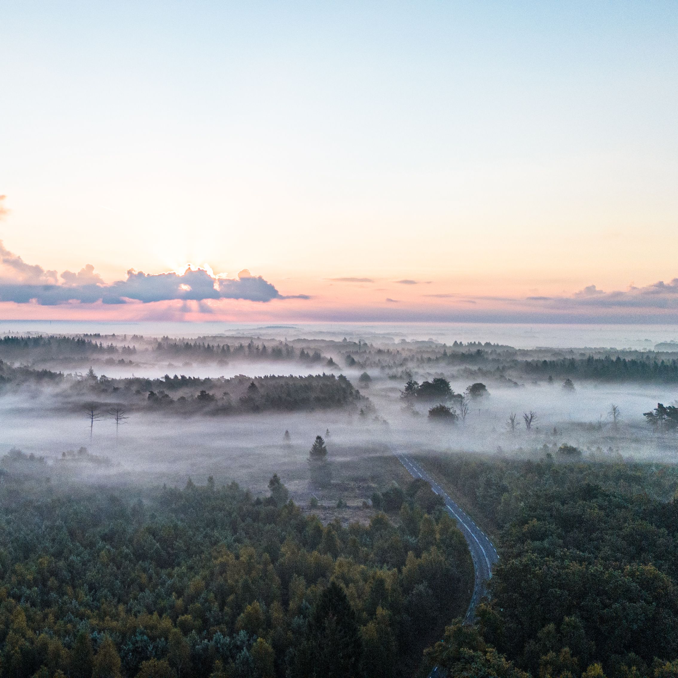 Scenic View of Trees · Free Stock Photo