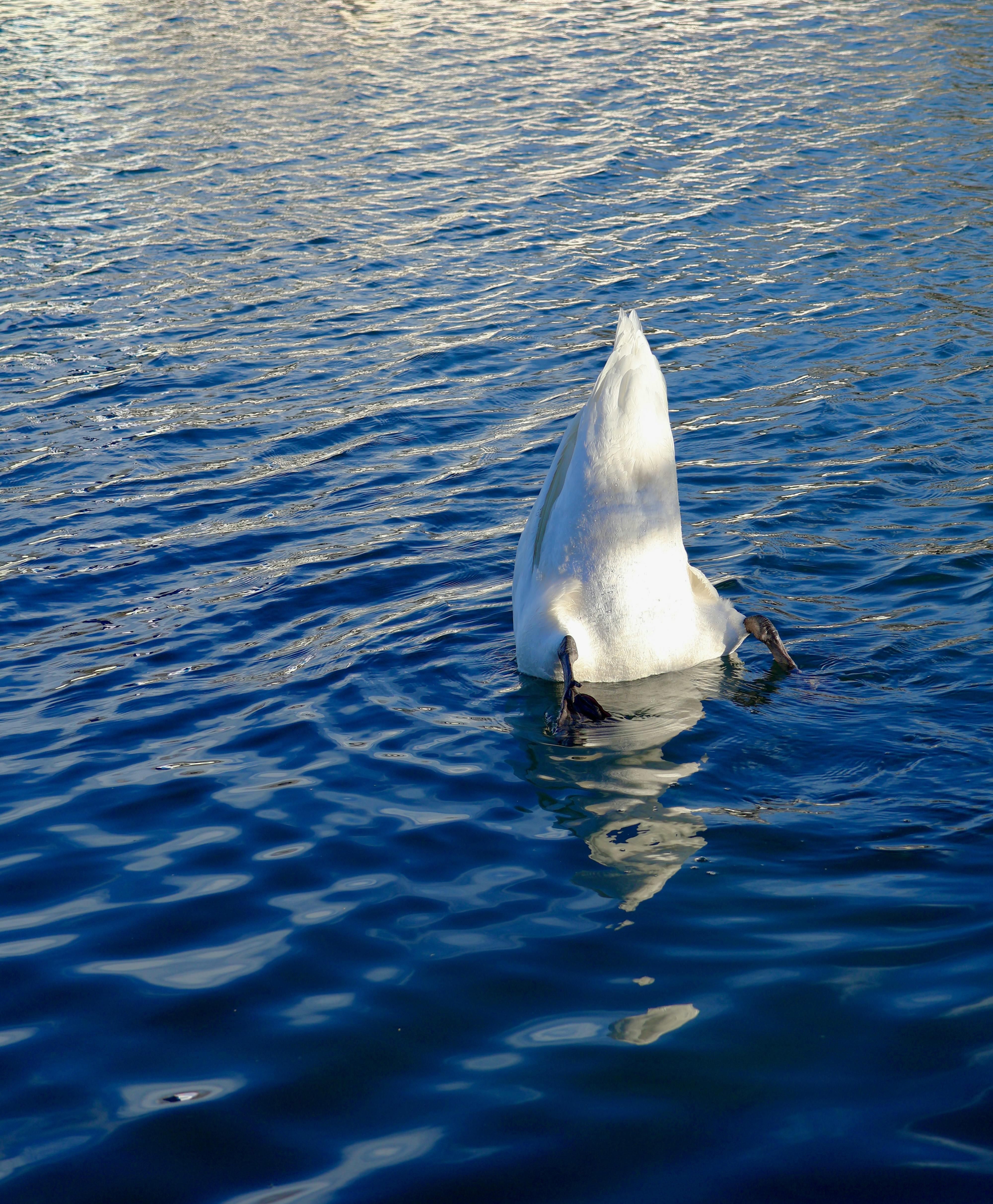 A Bird Diving in Water · Free Stock Photo