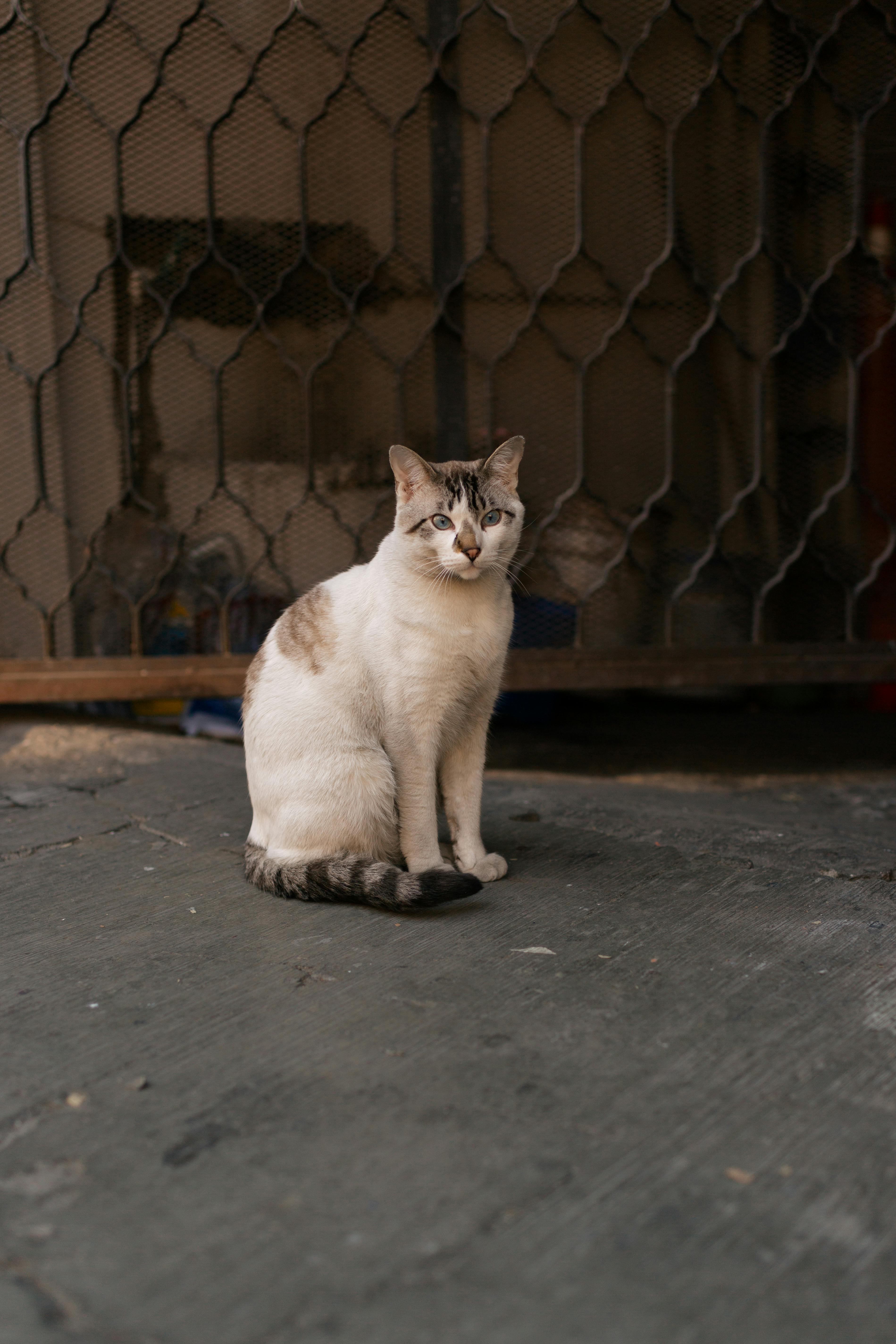 Feral Ginger Cat Sitting Behind Window Bars · Free Stock Photo