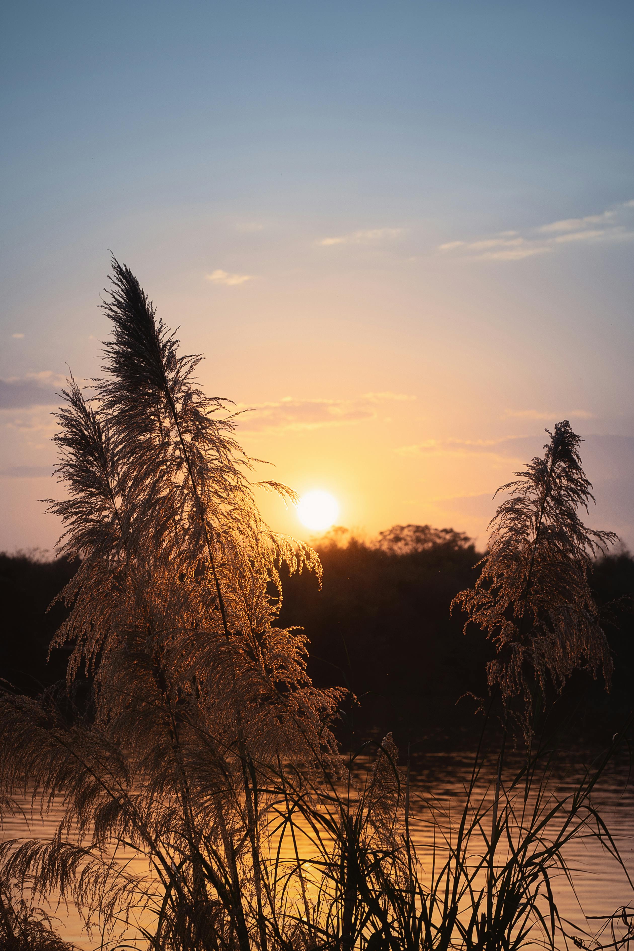 Reeds by the River at Sunset · Free Stock Photo