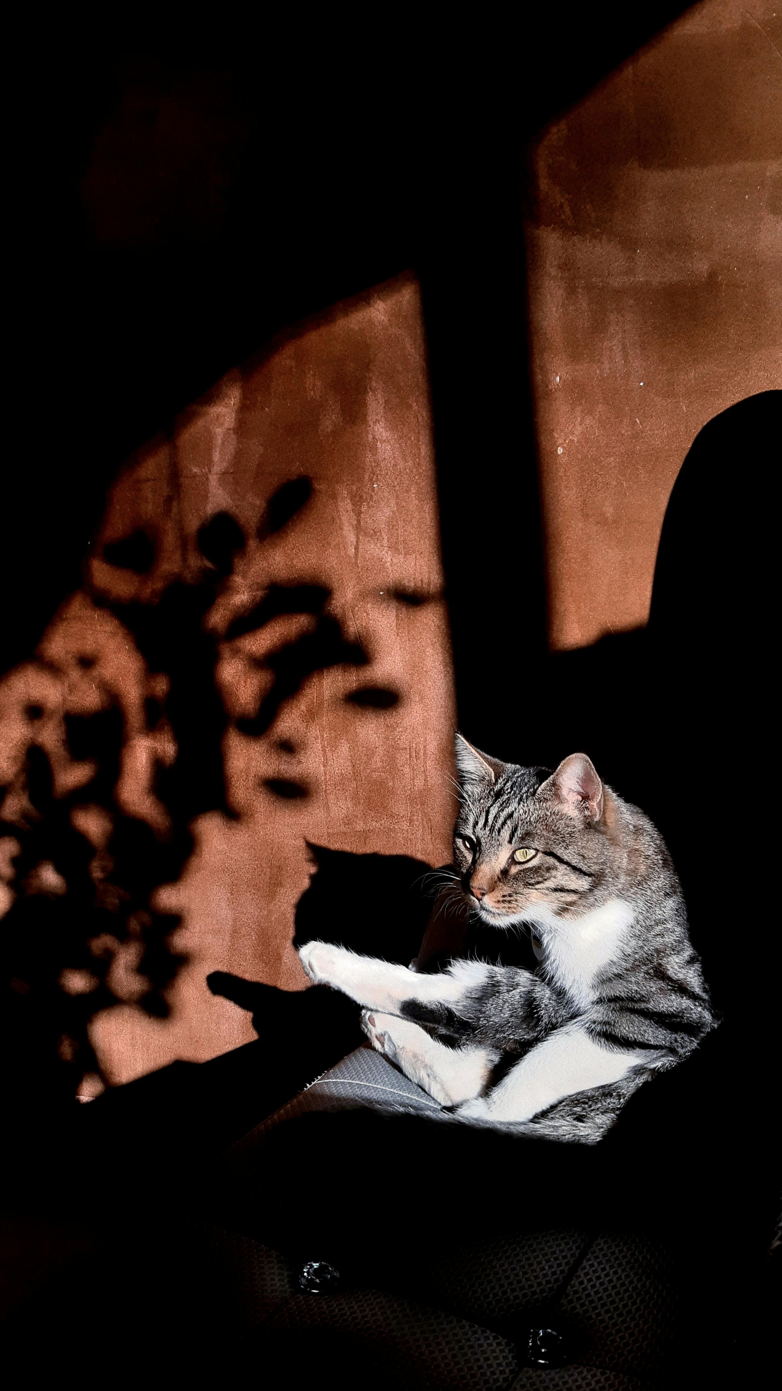 Sunlit Cat Lying Down · Free Stock Photo