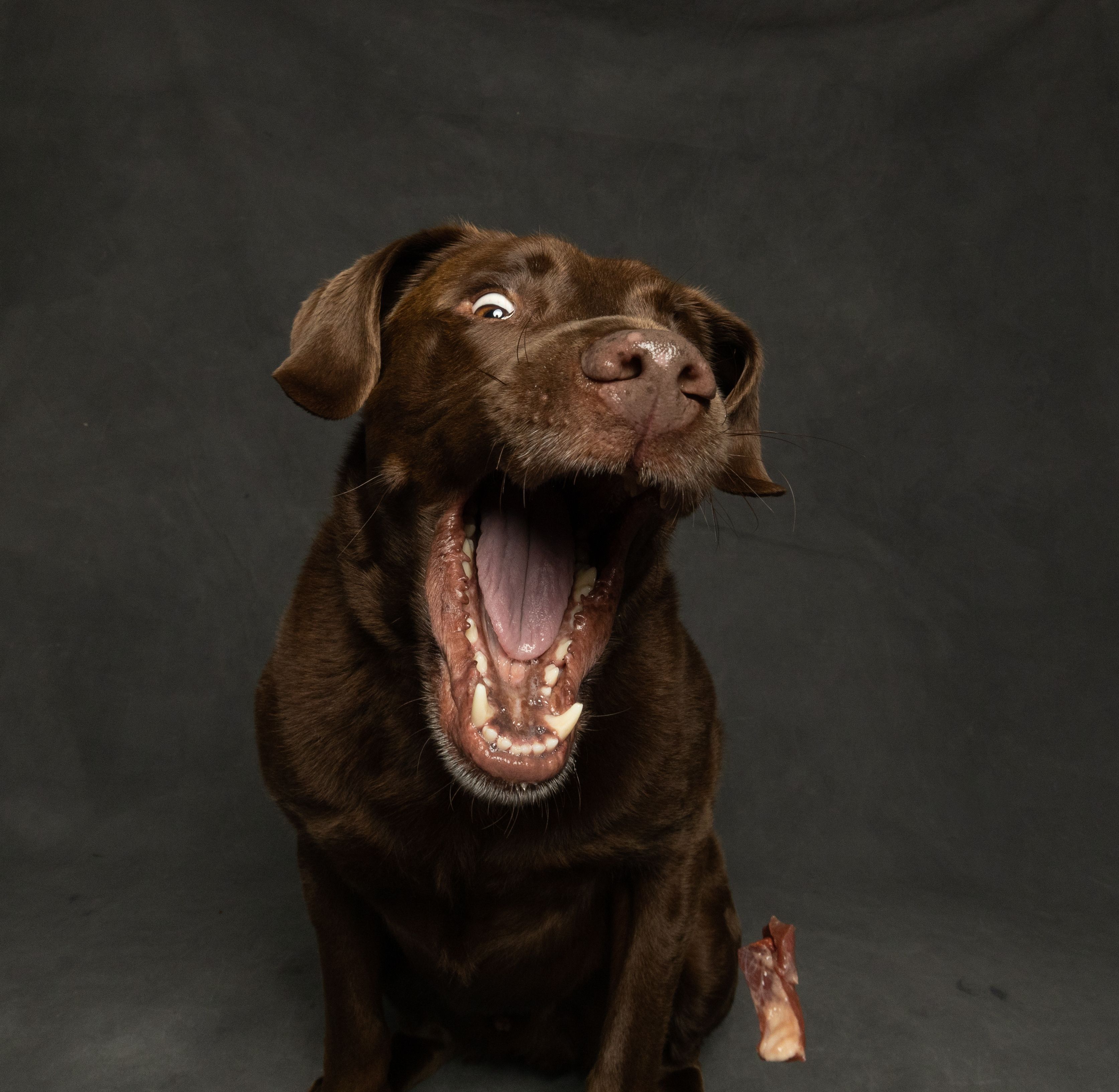 Lab Puppy Photos, Download The BEST Free Lab Puppy Stock Photos & HD Images