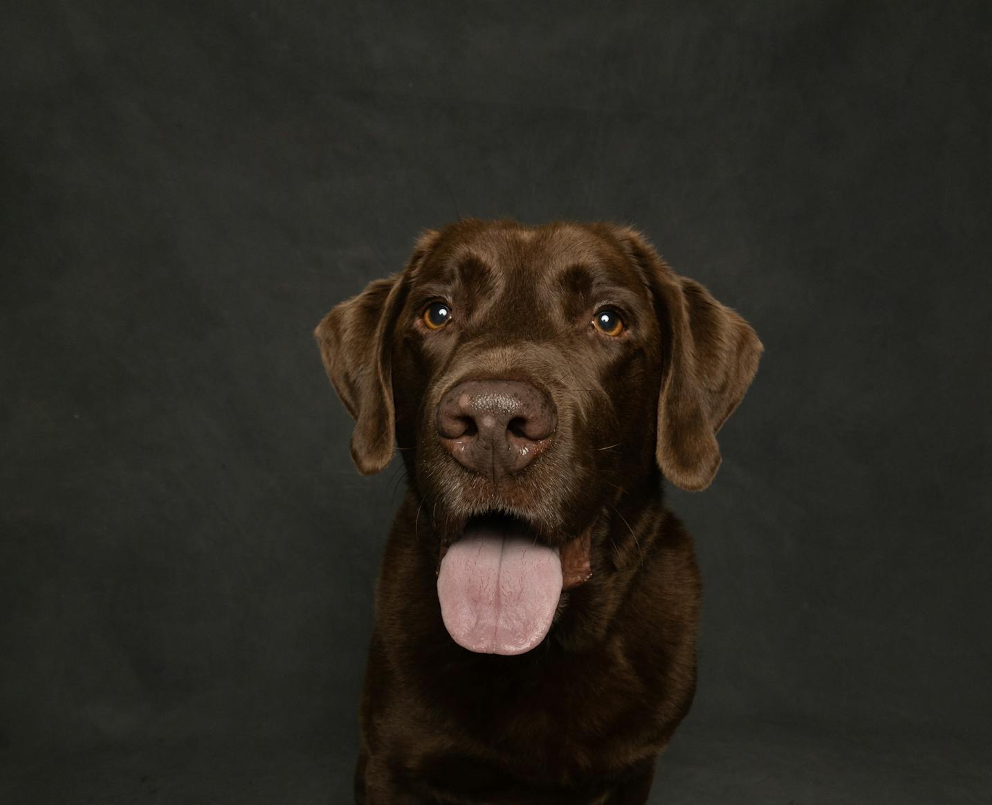 Brown Labrador Guide: From Puppy to Senior Dog