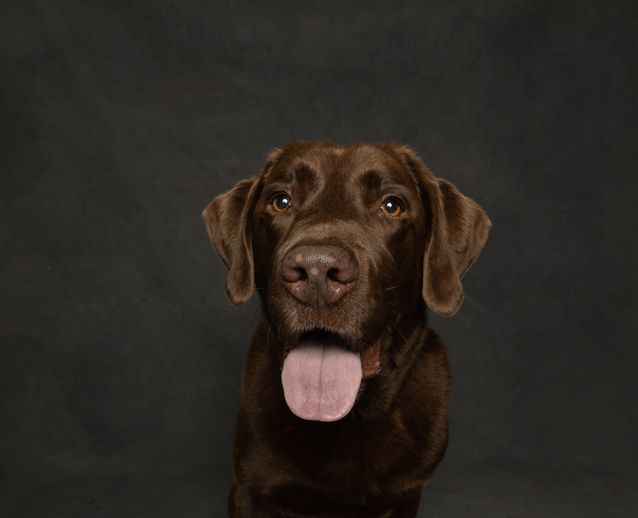 Pitbull Lab Mix Lifespan: Average Years of a Healthy Mix