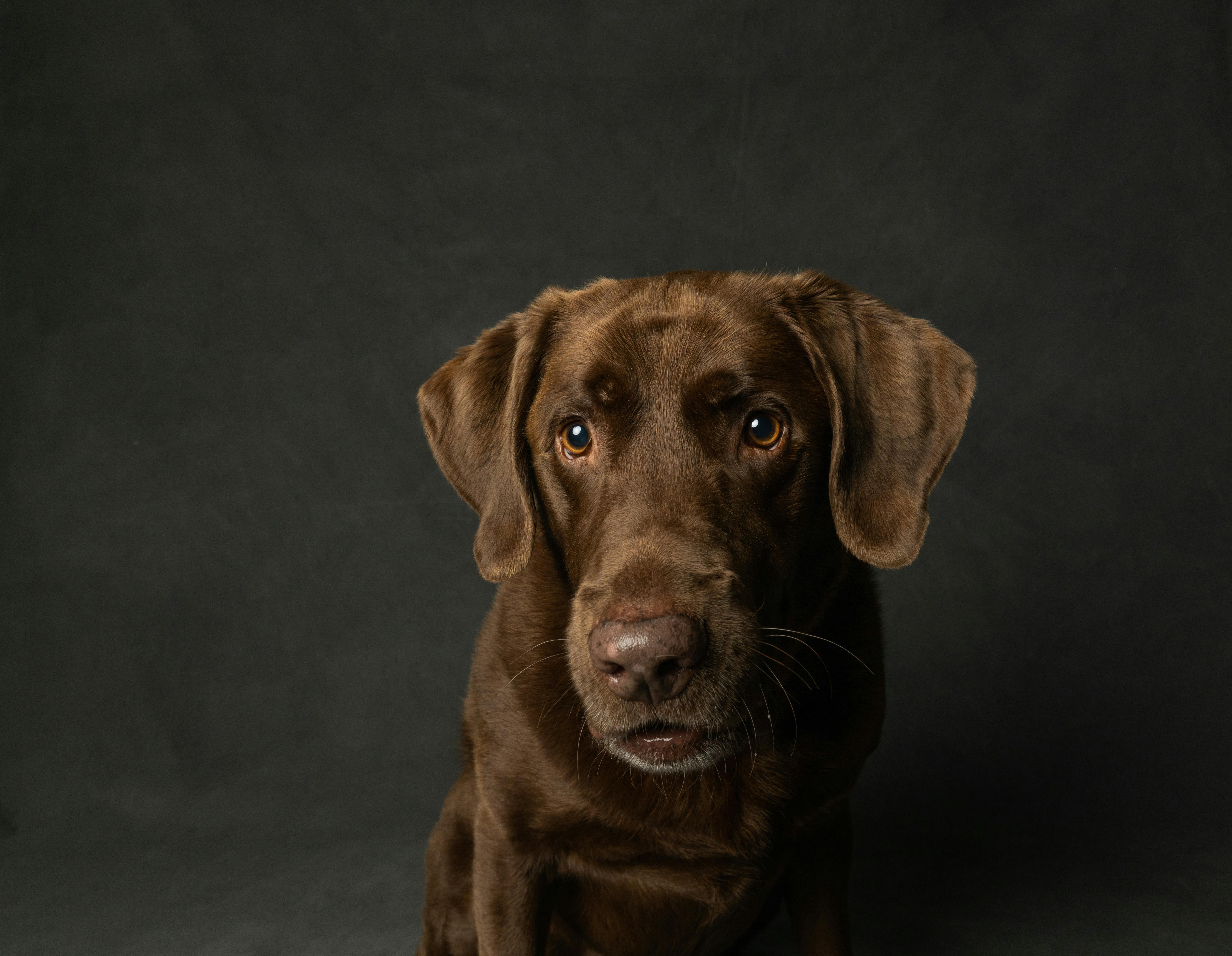 Brown Dog in Close Up Shot · Free Stock Photo