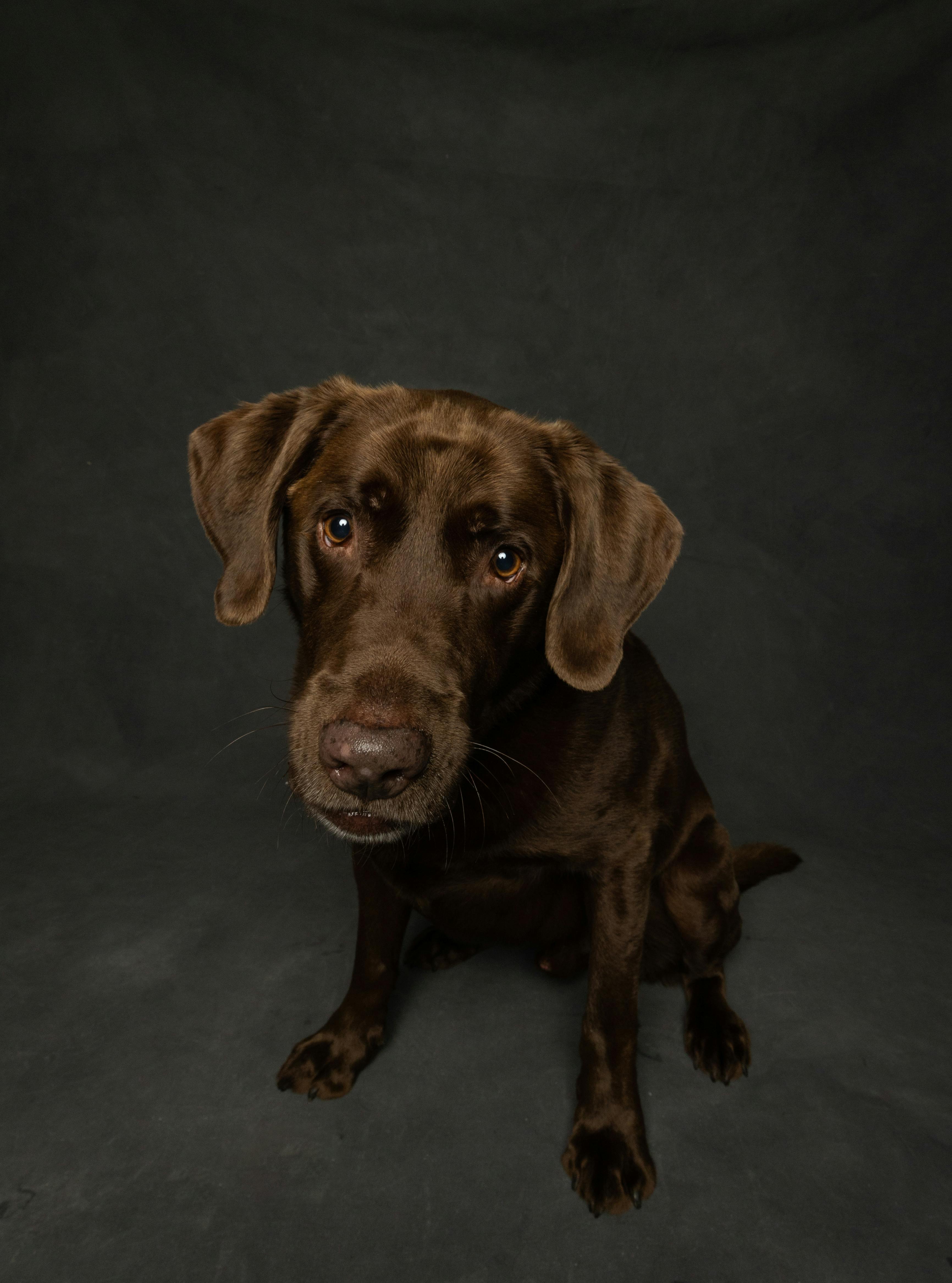 Chocolate Lab Puppy Photos, Download The BEST Free Chocolate Lab Puppy ...