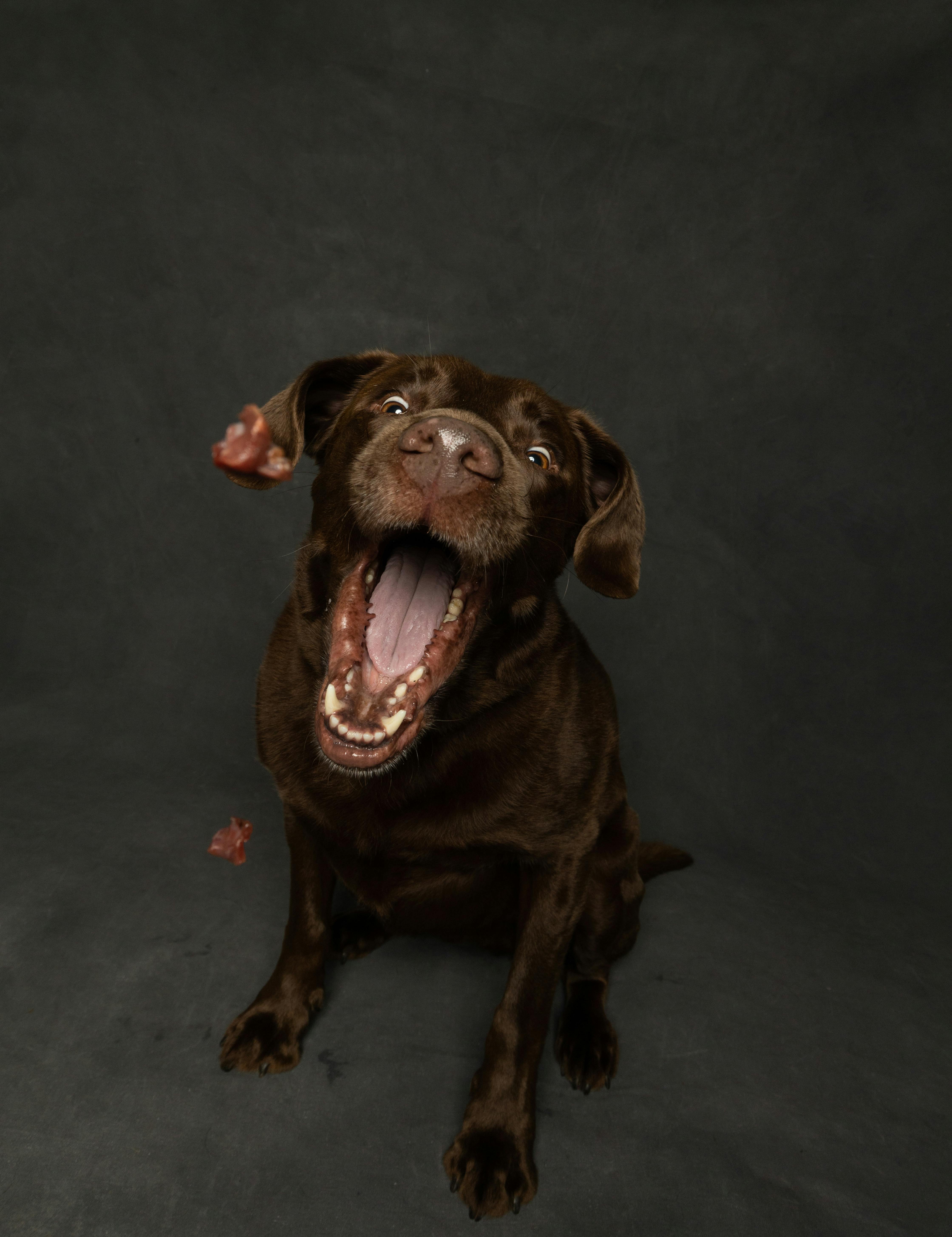 Brown Labrador Yawing · Free Stock Photo