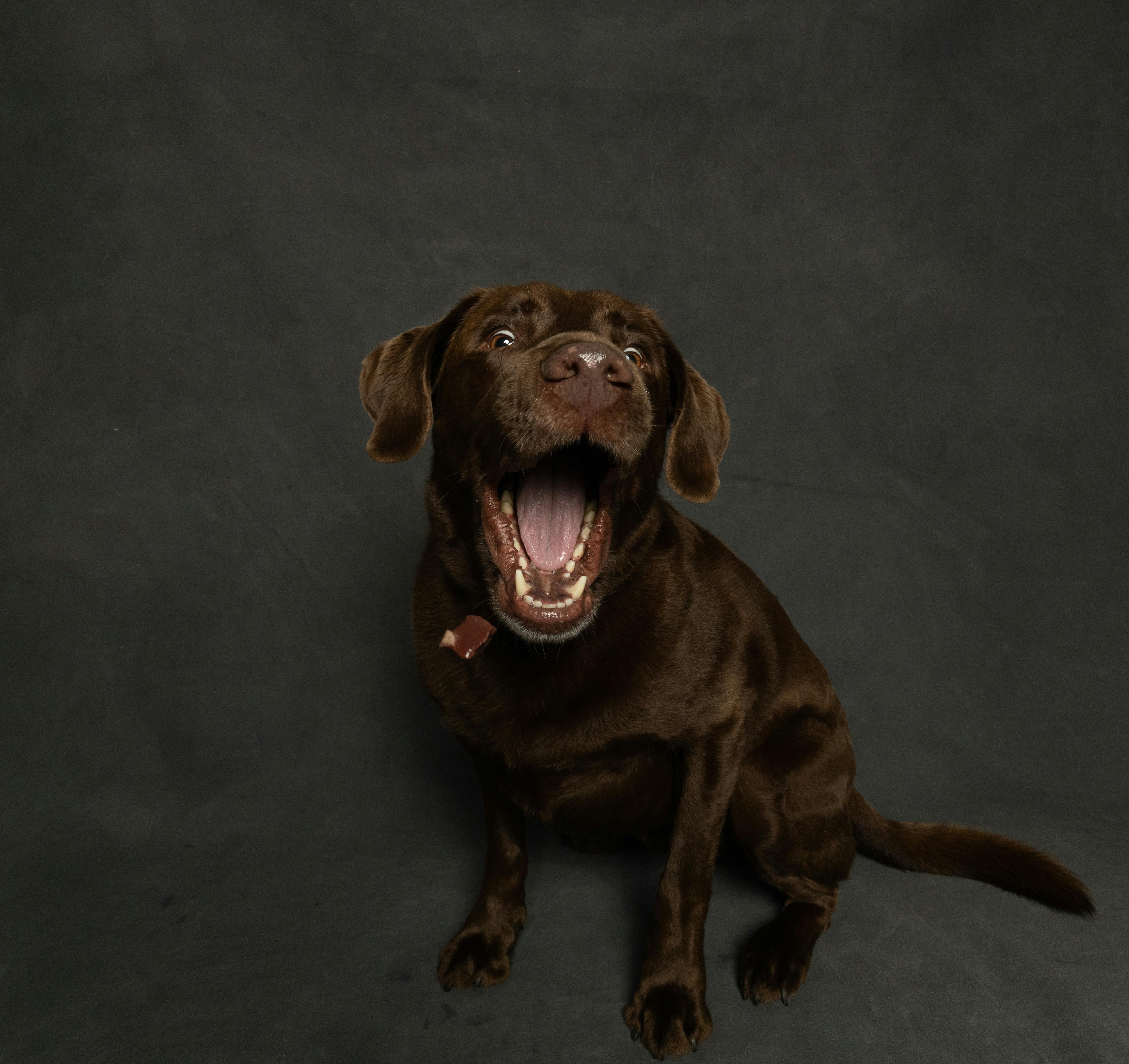 Labrador Puppy Running on Dirt Ground · Free Stock Photo
