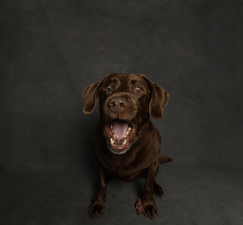 Easy Chocolate Lab Drawing Instructions for Beginners