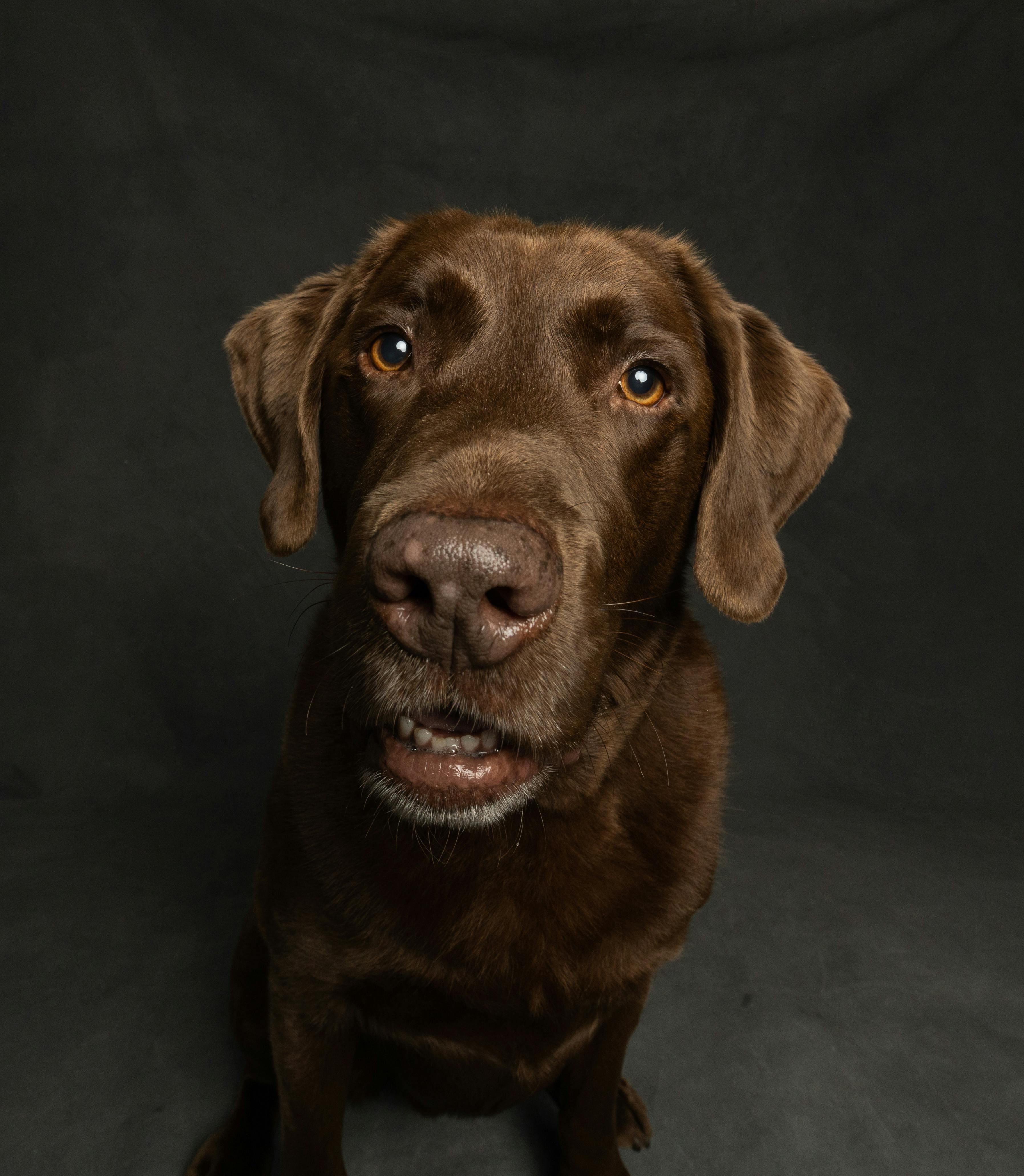 Foto de stock gratuita sobre adorable, animal, canino, de cerca ...