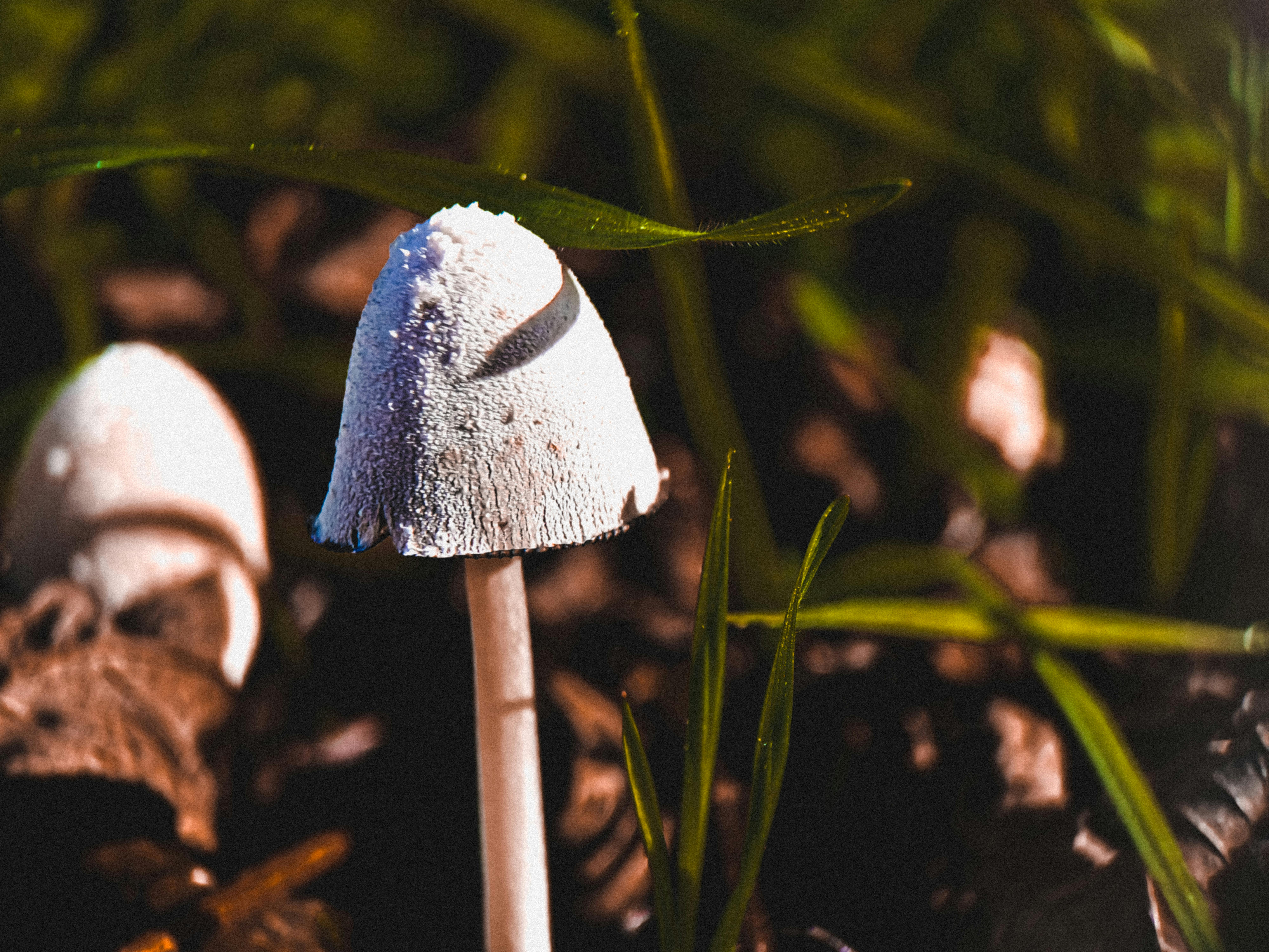Close Up Photo of Mushroom during Daytime · Free Stock Photo