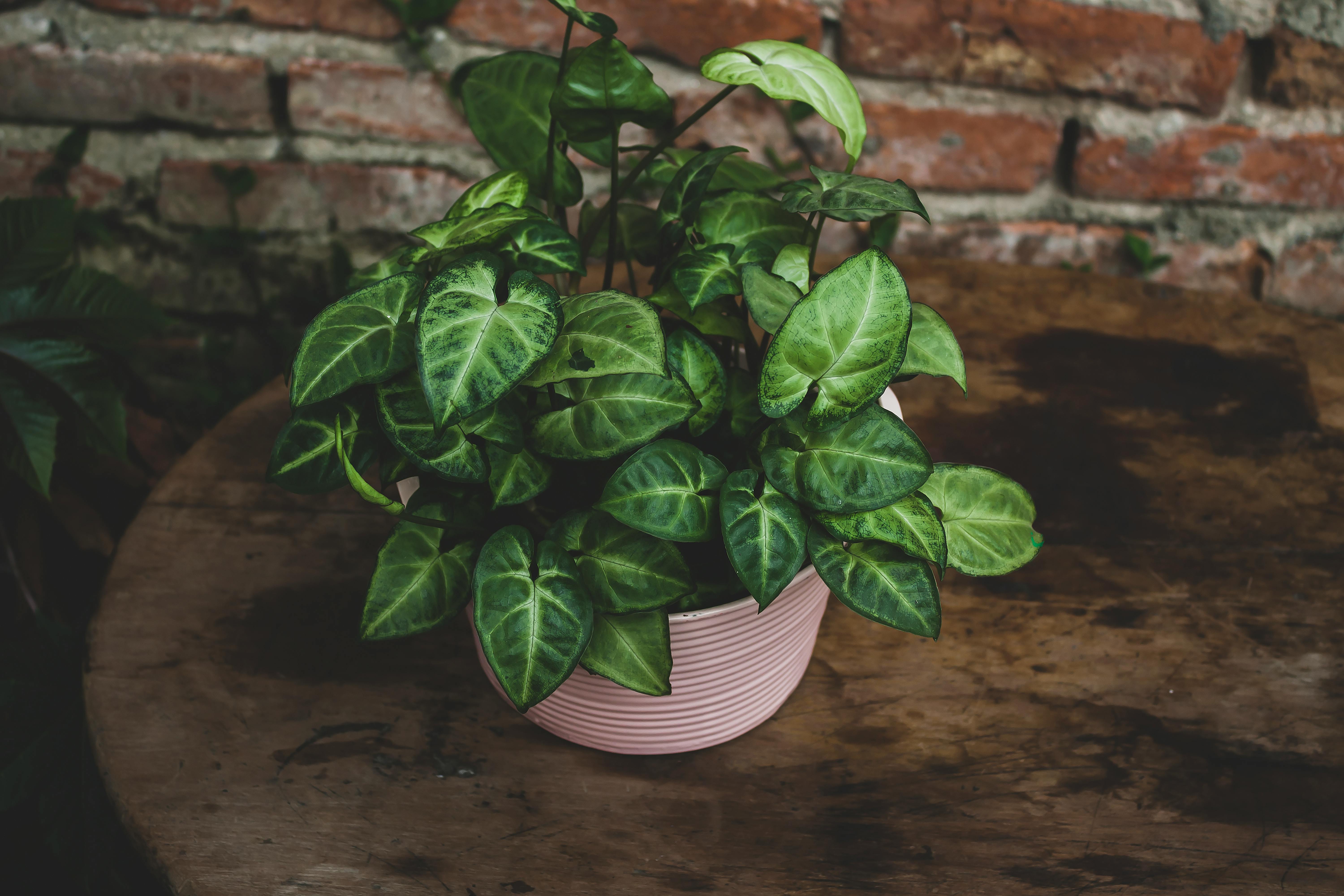 Green Plant Bg Photos, Download The BEST Free Green Plant Bg Stock ...