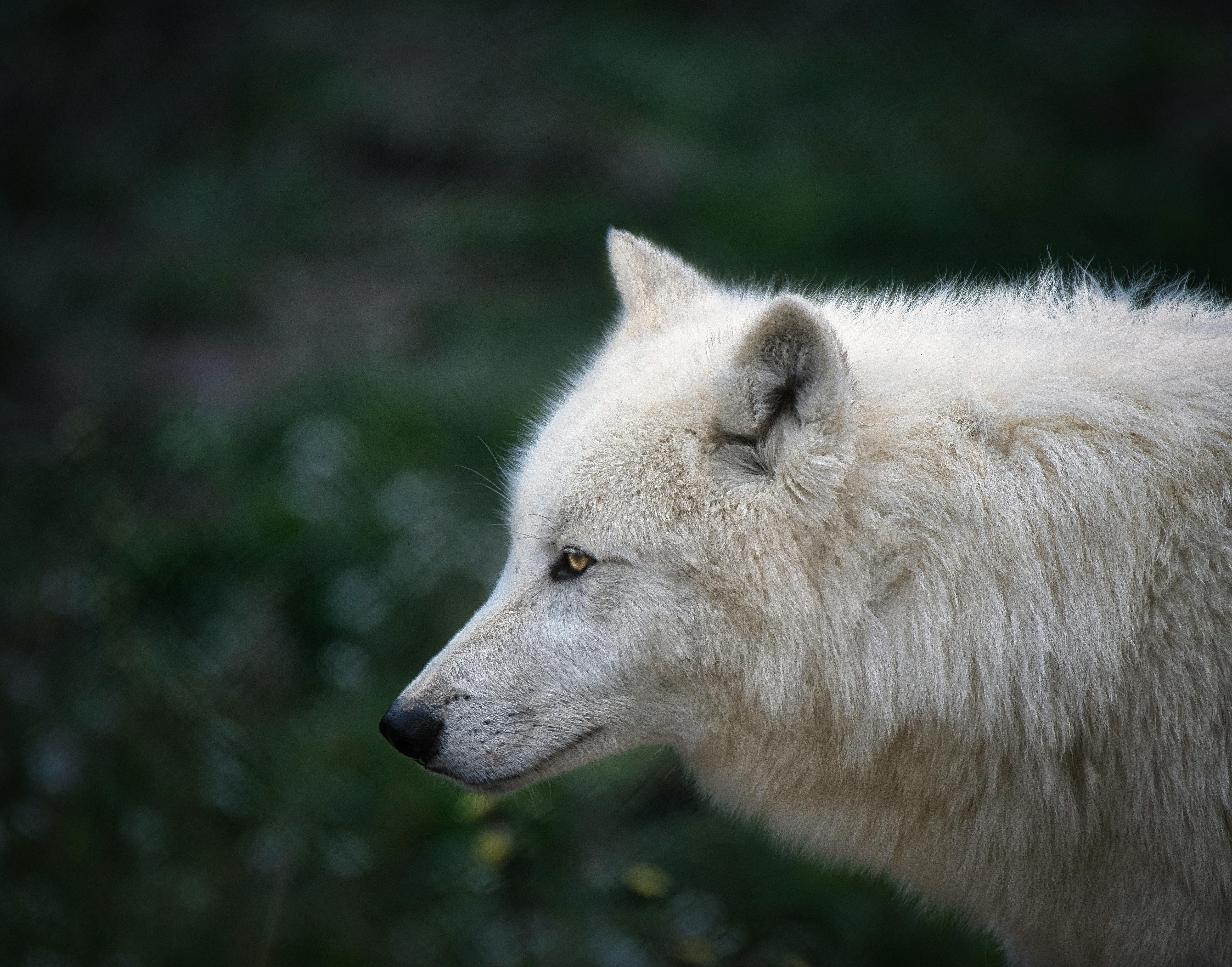 White Wolf Photos, Download The BEST Free White Wolf Stock Photos & HD ...
