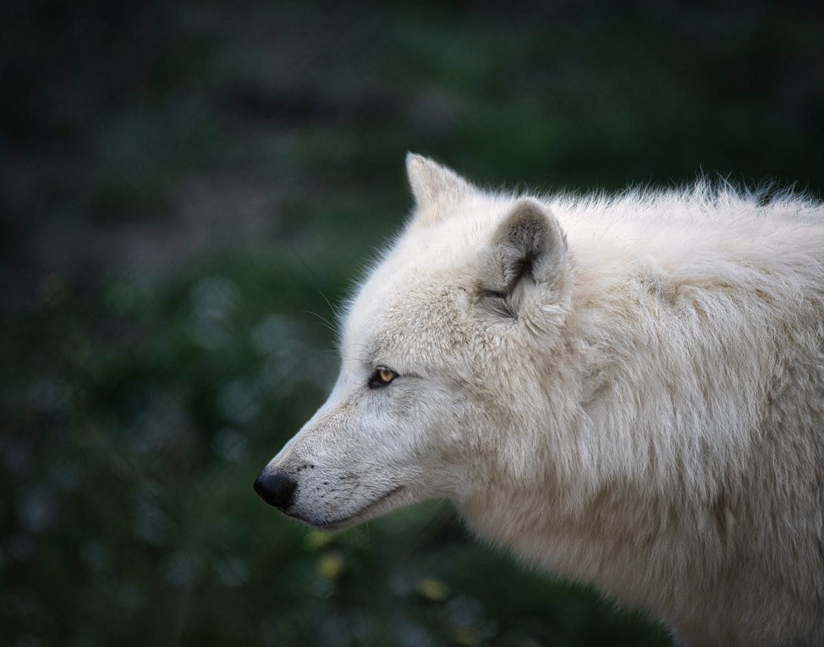White Wolf Photos, Download The BEST Free White Wolf Stock Photos & HD ...