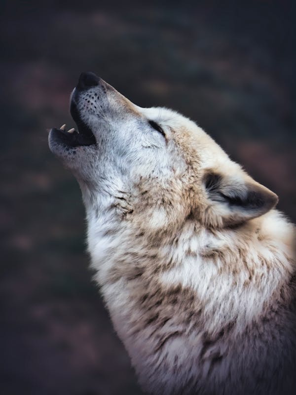 Wolf Howling To The Side Photos, Download The BEST Free Wolf Howling To ...