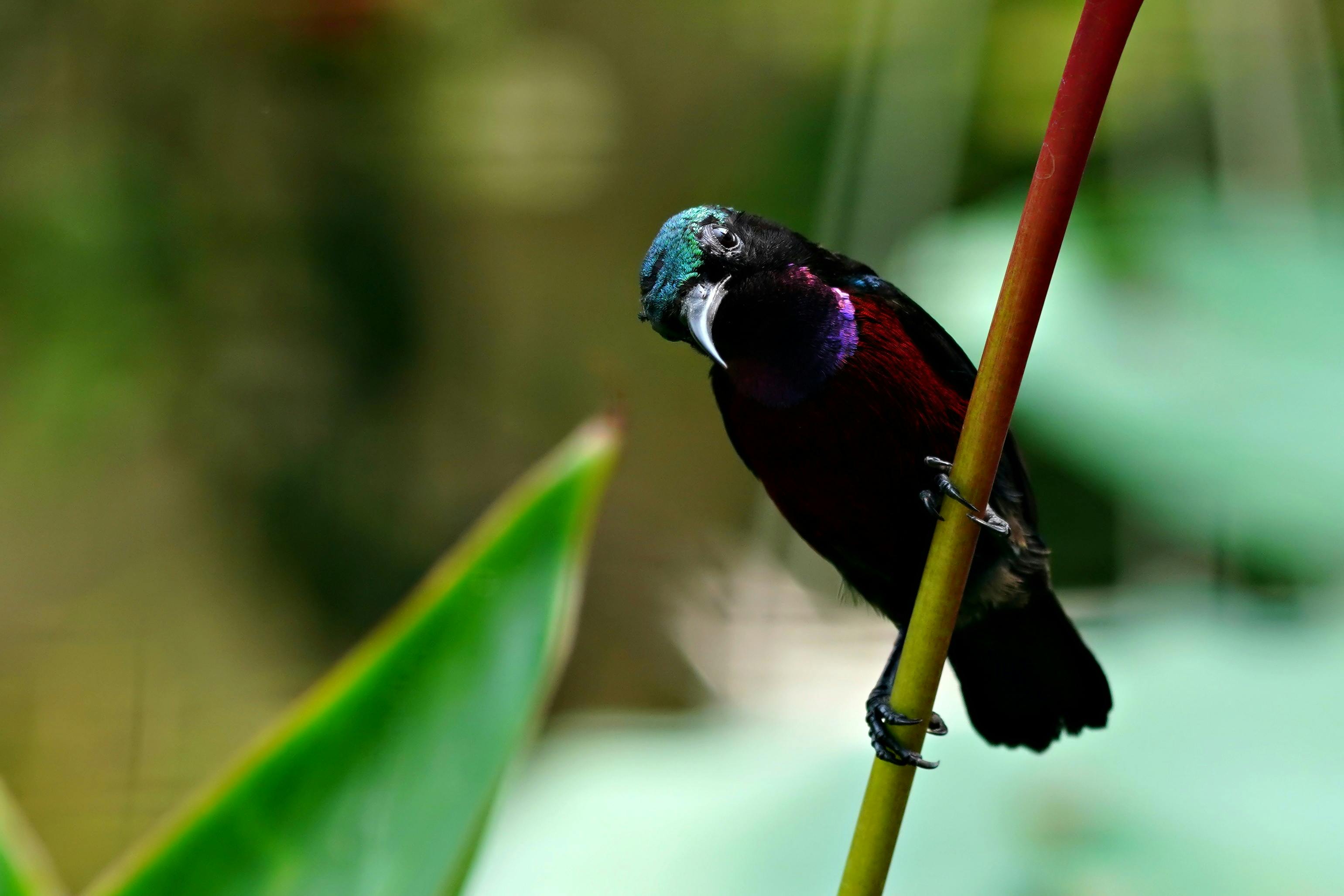 hartono subagio - Photographie