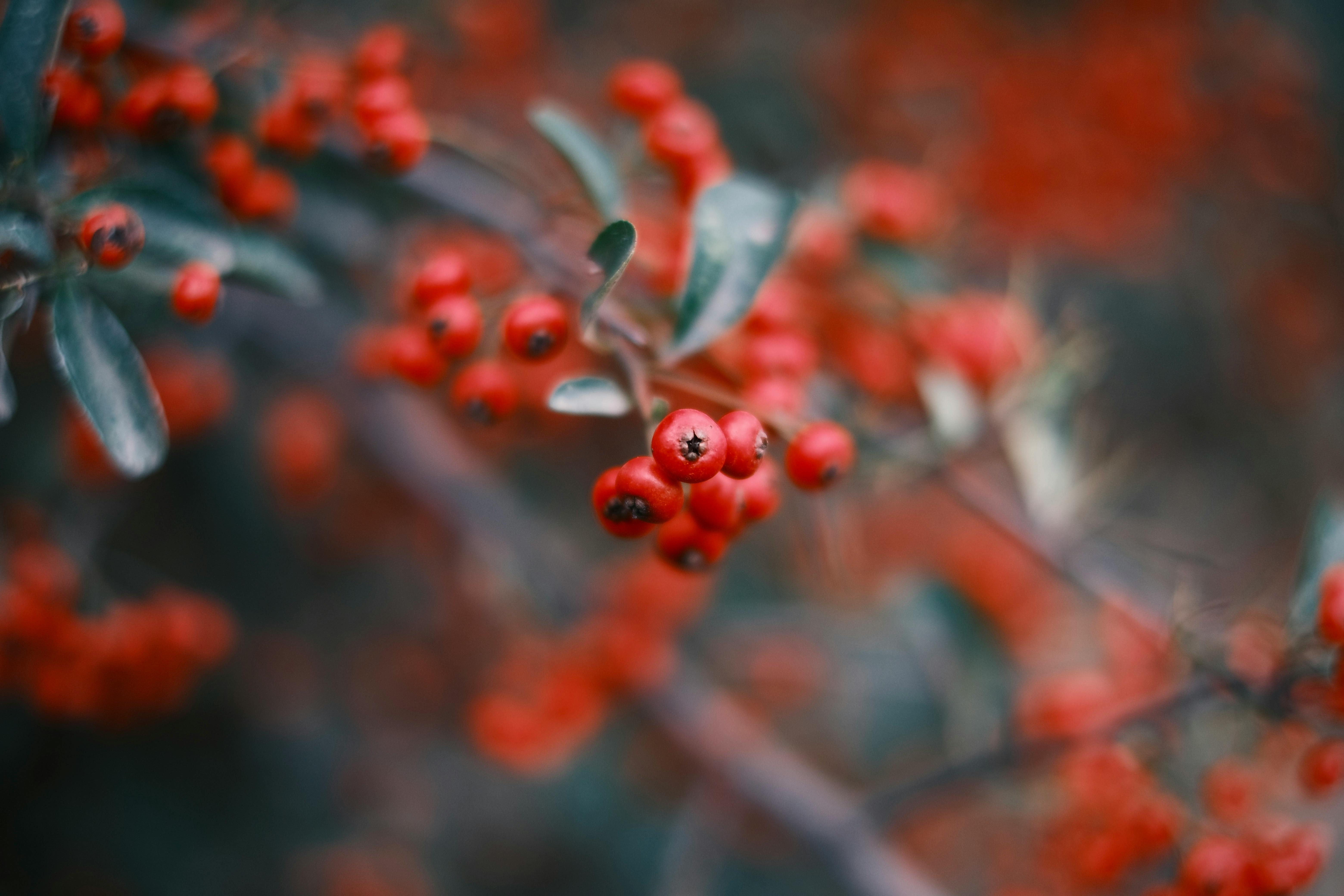 Red Round Small Fruit · Free Stock Photo
