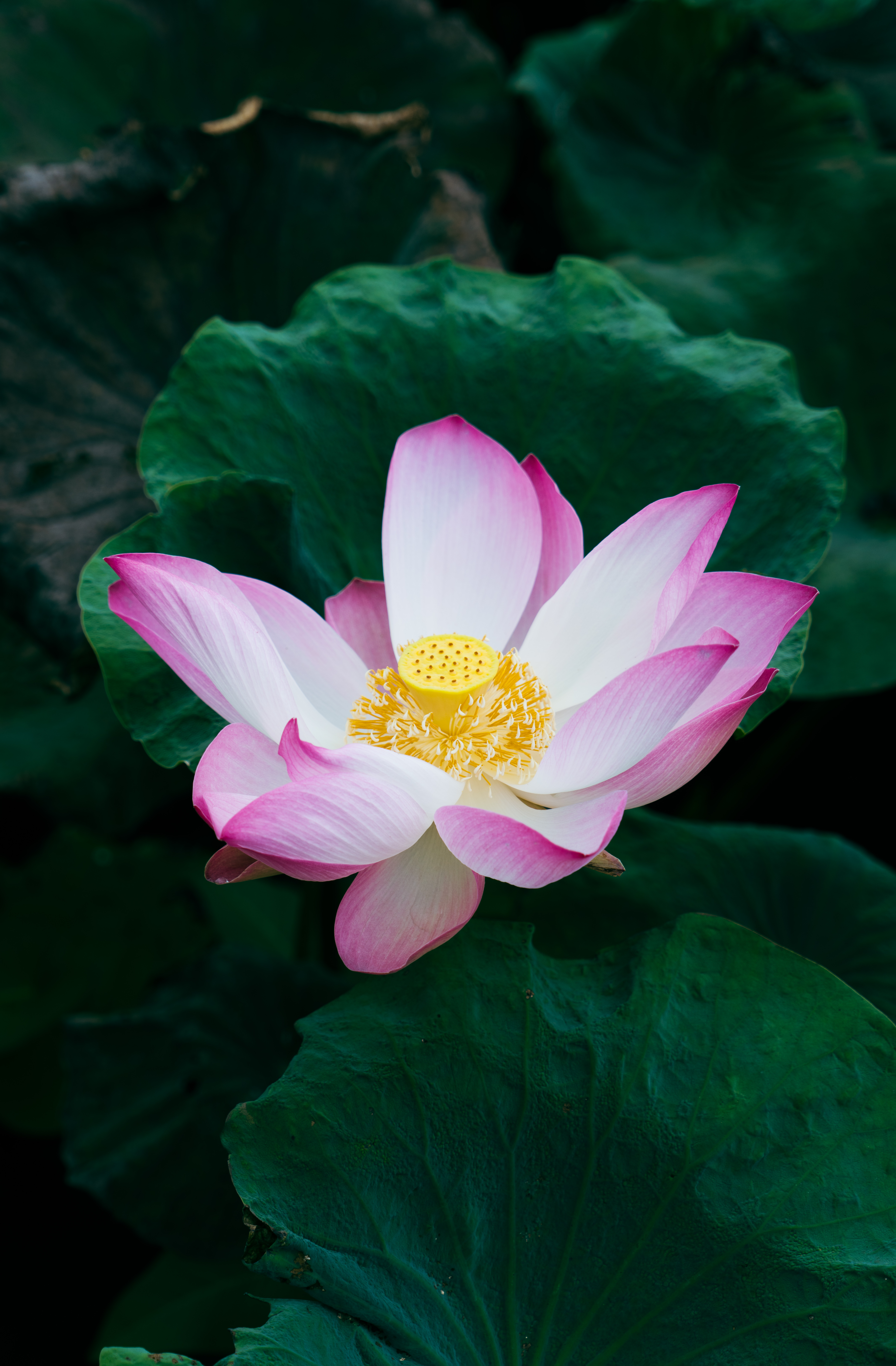 Bmw Flower Photos, Download Free Bmw Flower Stock Photos & HD Images
